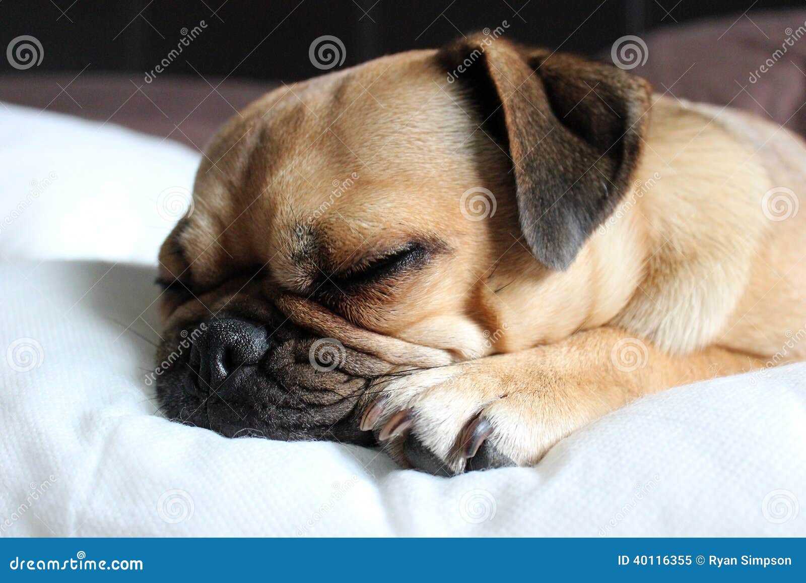 Pug sleeping stock image. Image of looking, groom, male - 40116355