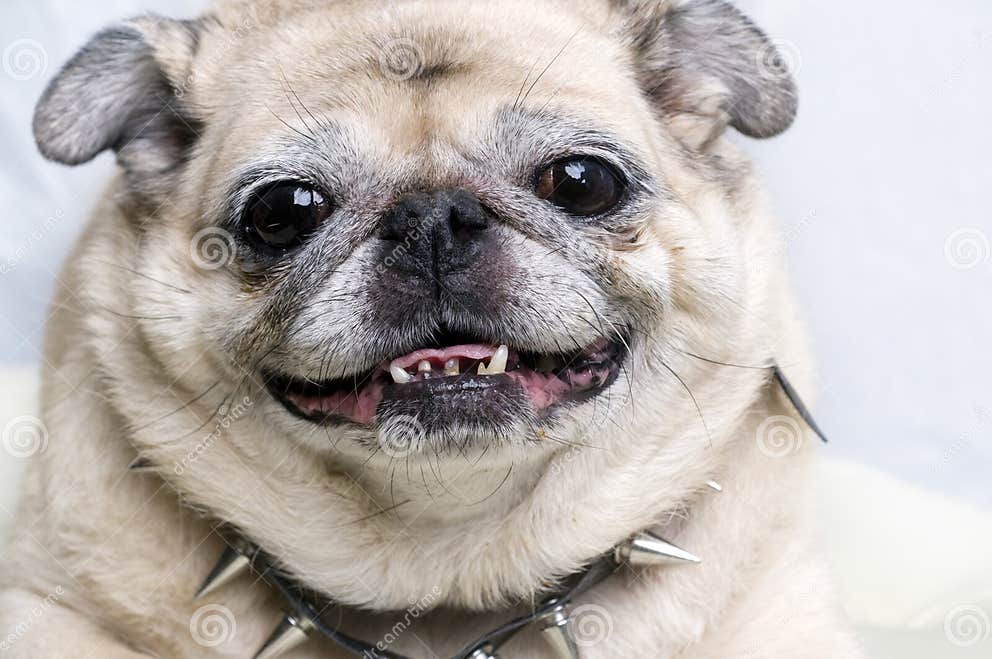 Pug with Smiling Funny Face Stock Photo - Image of hard, beauty: 6271834