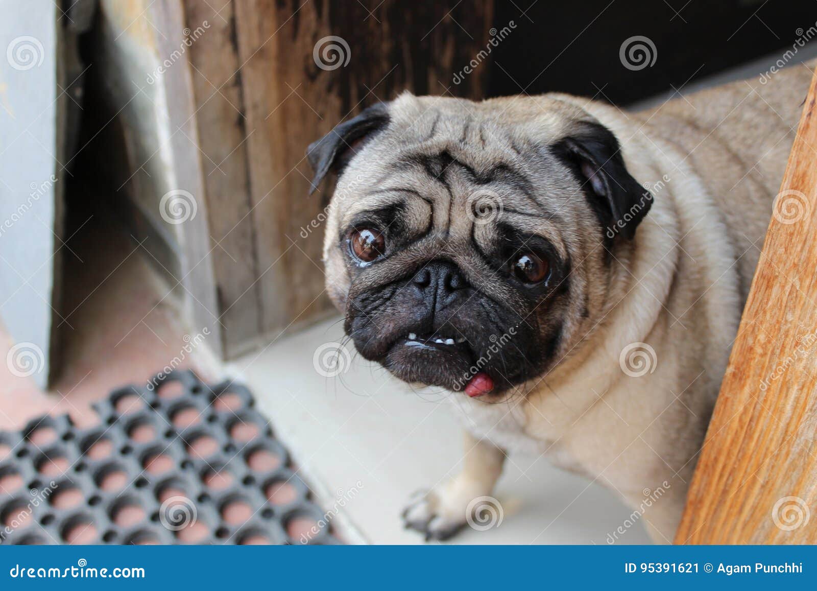Pug smiling for a photo stock image. Image of like, smiling - 95391621