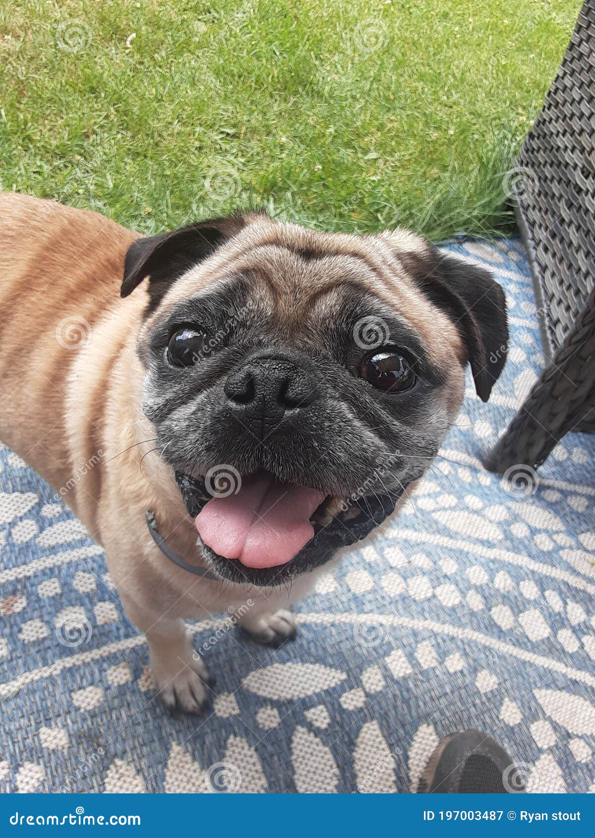 Pug smiles stock image. Image of smiling, mammal, animal - 197003487