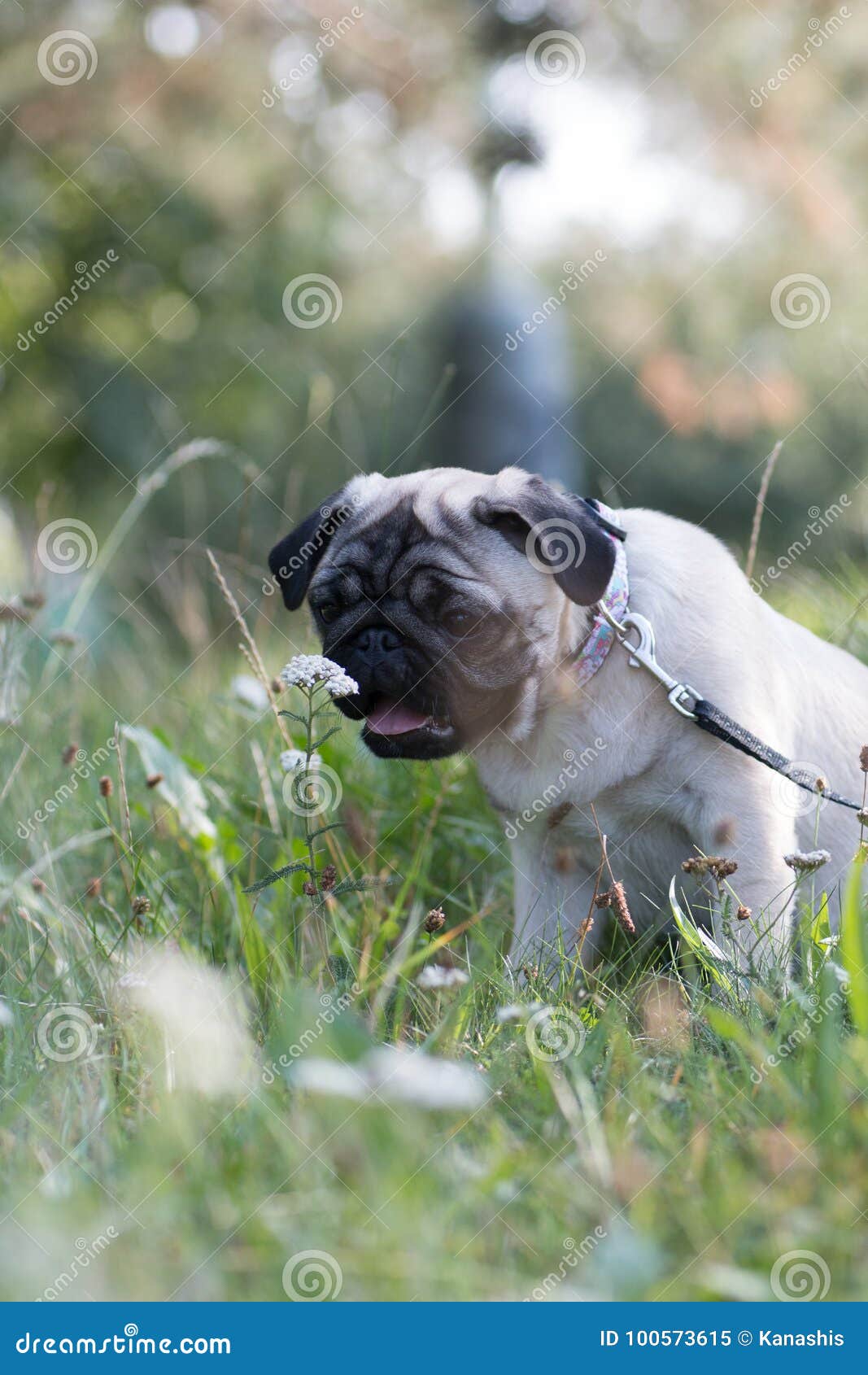 Pug sniffing to a plant stock image. Image of pedigreed - 100573615