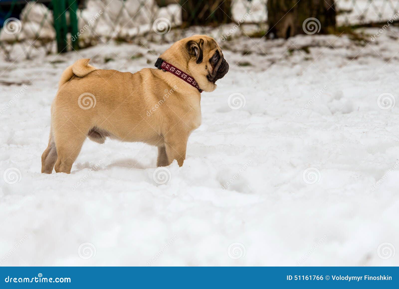 Pug in snow stock photo. Image of curled, face, coat - 51161766