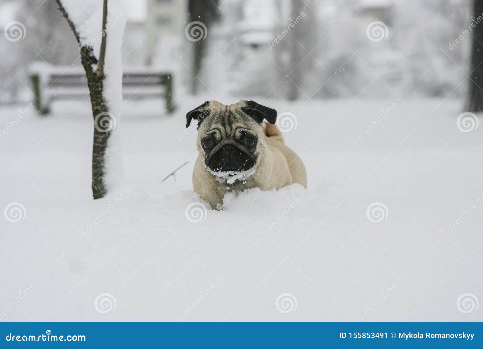 Pug in the snow. stock image. Image of snowfall, black - 155853491