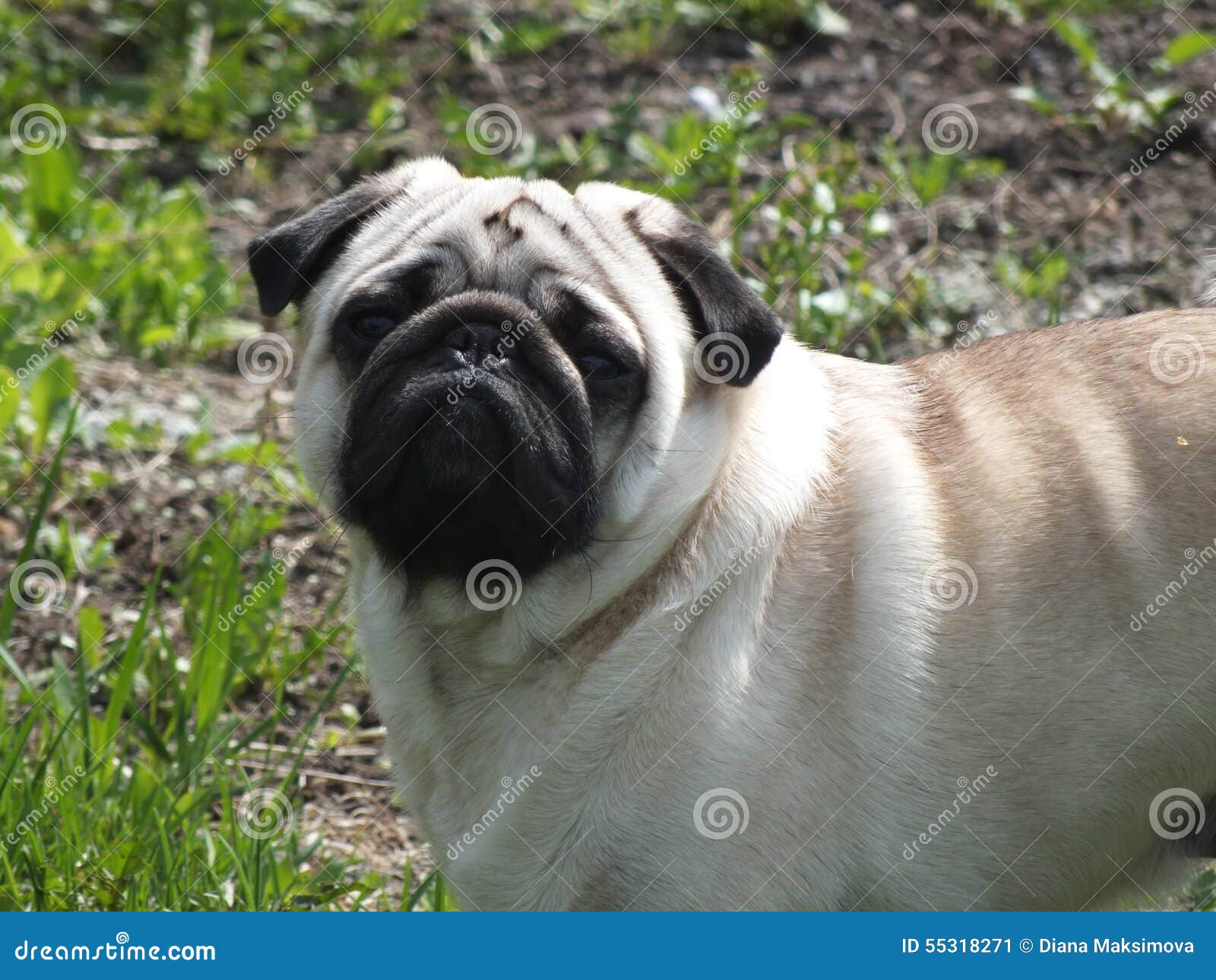 Pug. stock image. Image of vegetation, nature, april - 55318271