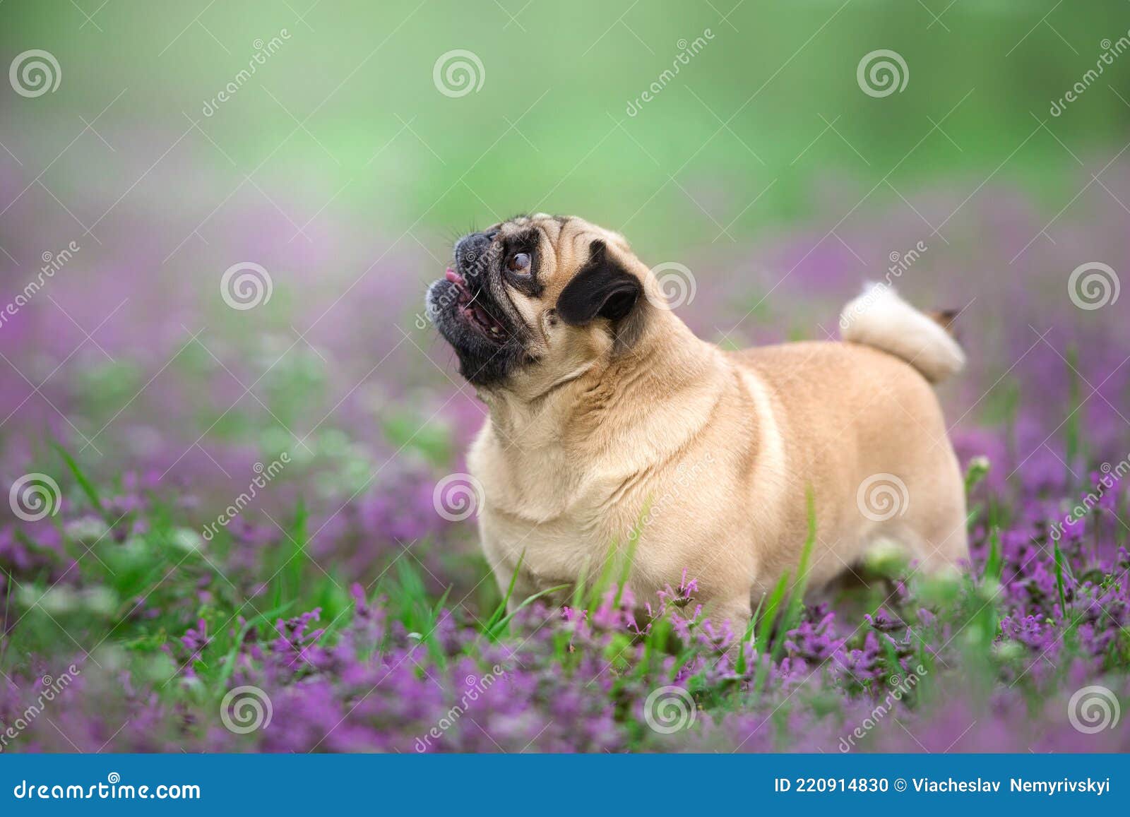 Pug in spring flowers stock photo. Image of background - 220914830