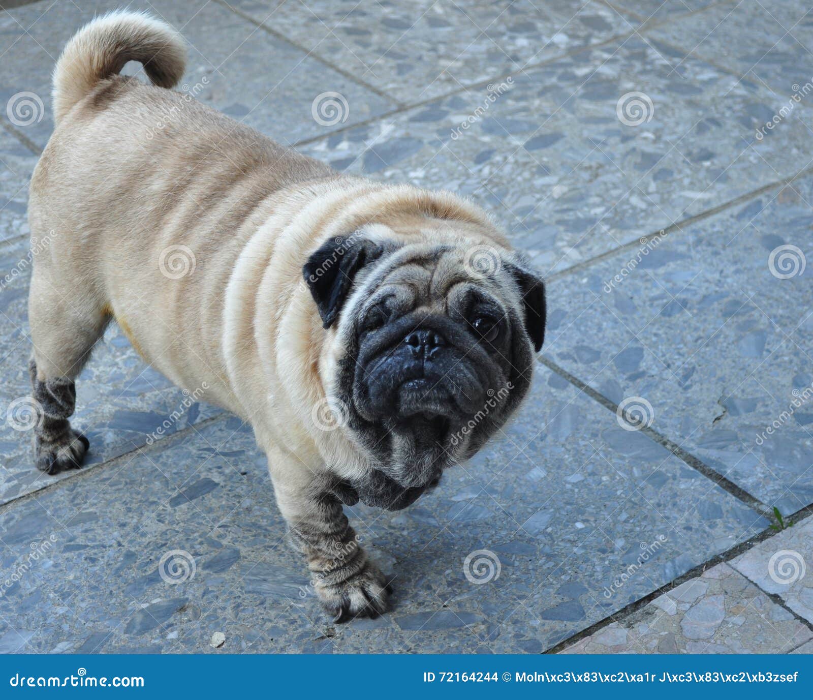 Pug Stand Alone on the Ground Stock Photo - Image of humor, pedigree ...