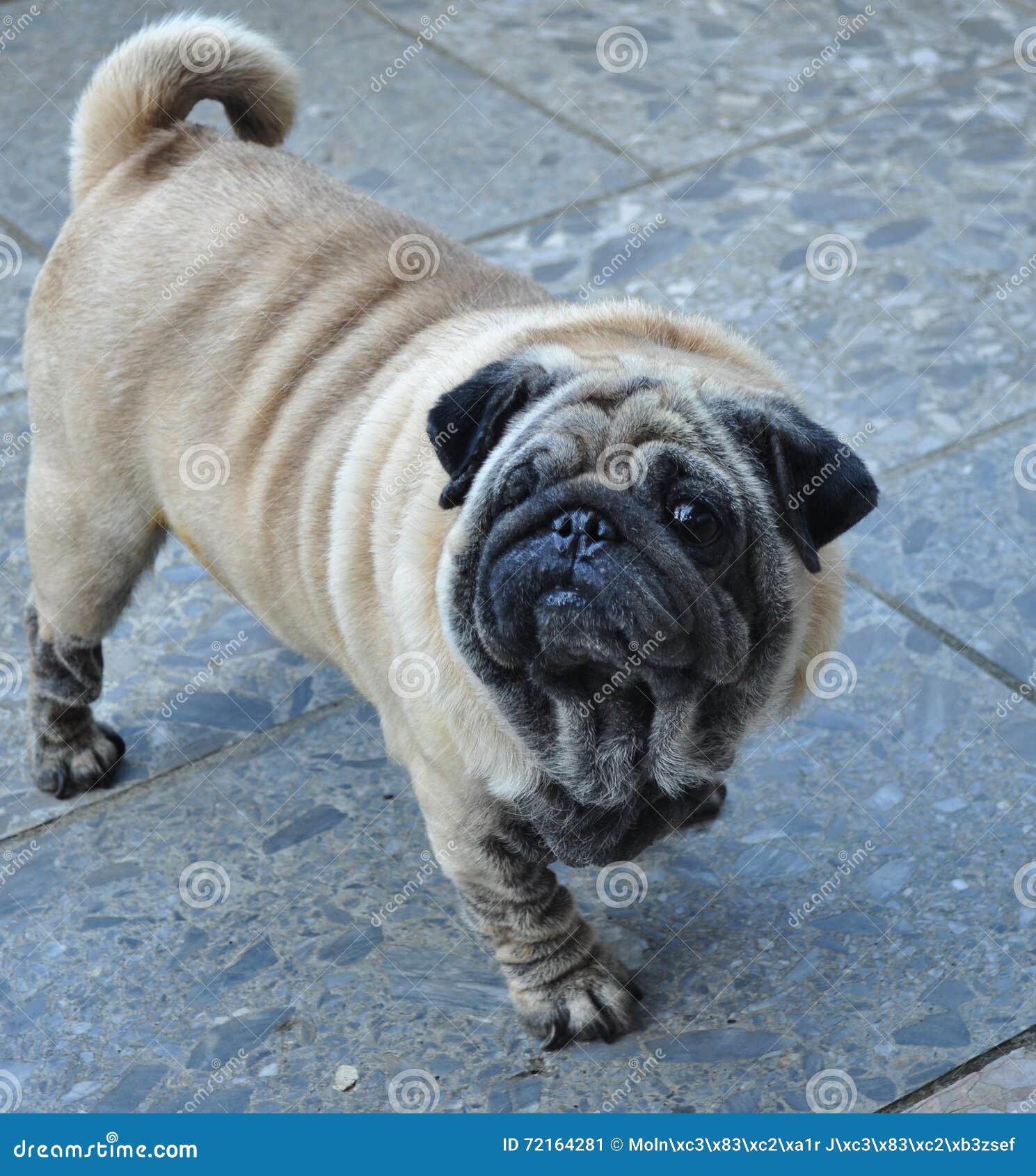 Pug Stand Alone on the Ground Stock Image - Image of sweet, brown: 72164281