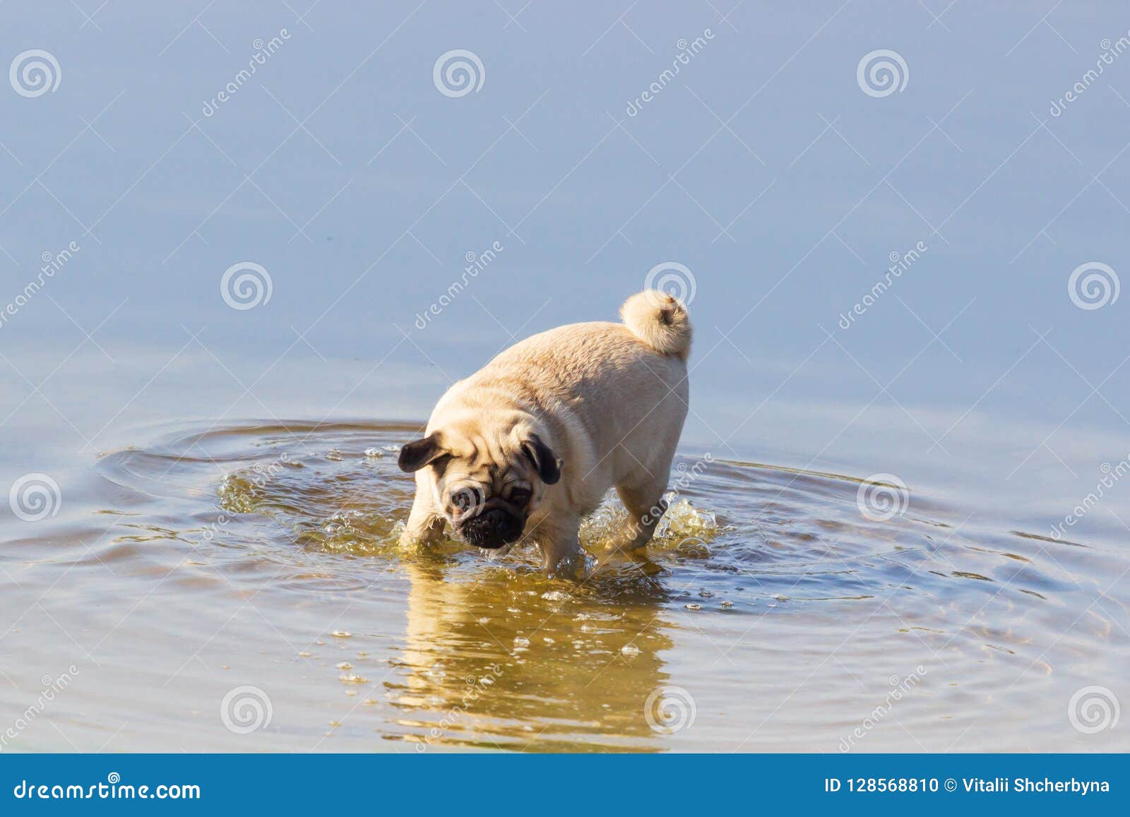 Pug standing in blue water stock photo. Image of purebred - 128568810