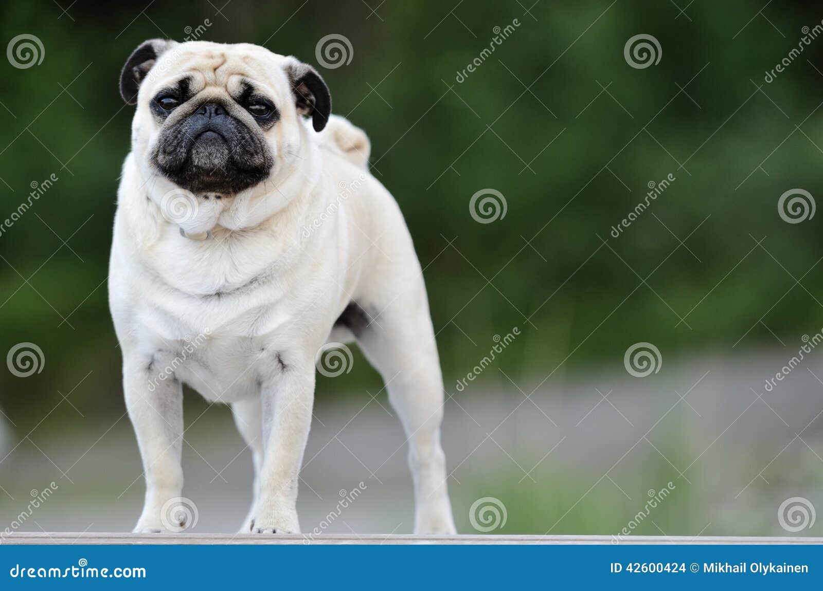 Pug Standing in Front Outdoors Stock Photo - Image of backgrounds ...