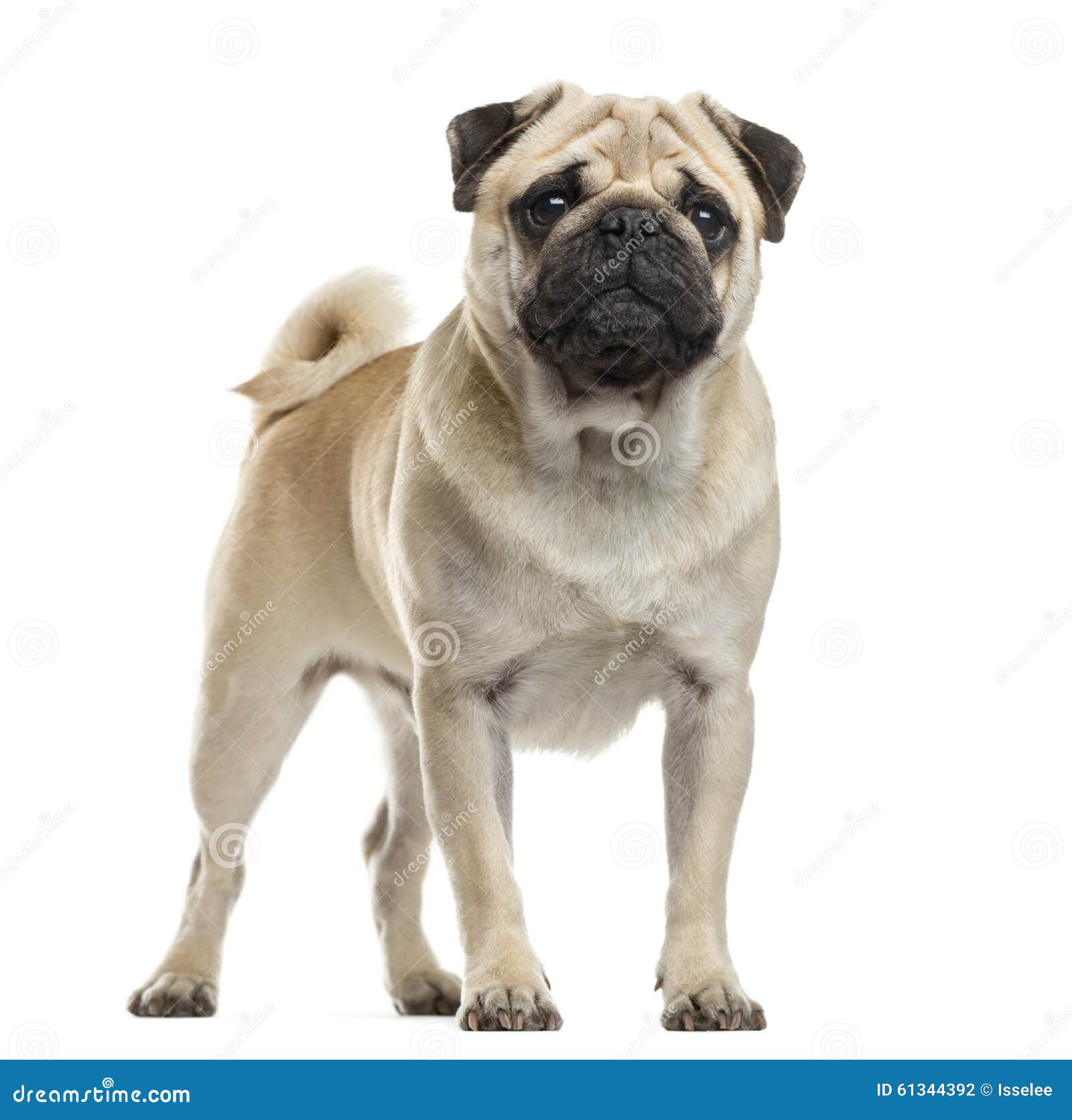 Pug Standing Stock Photo - Image: 61344392