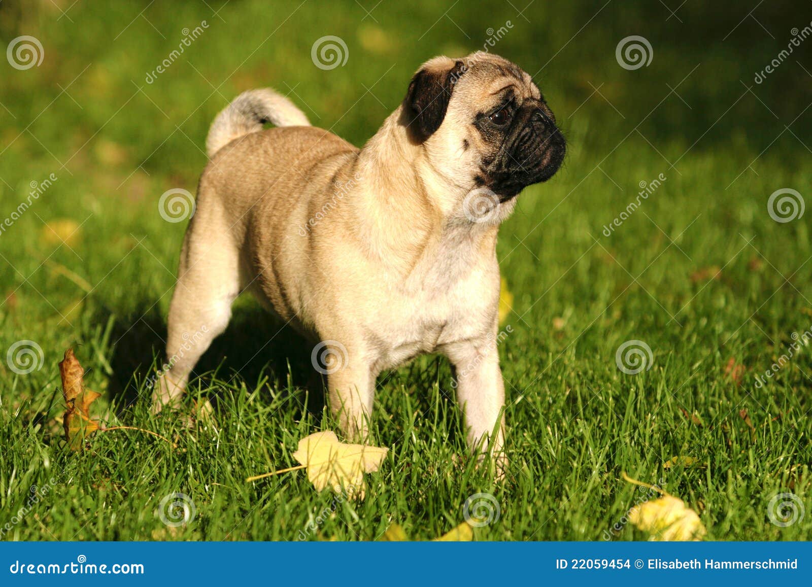 A Pug Standing in the Grass Stock Photo - Image of breed, grey: 22059454