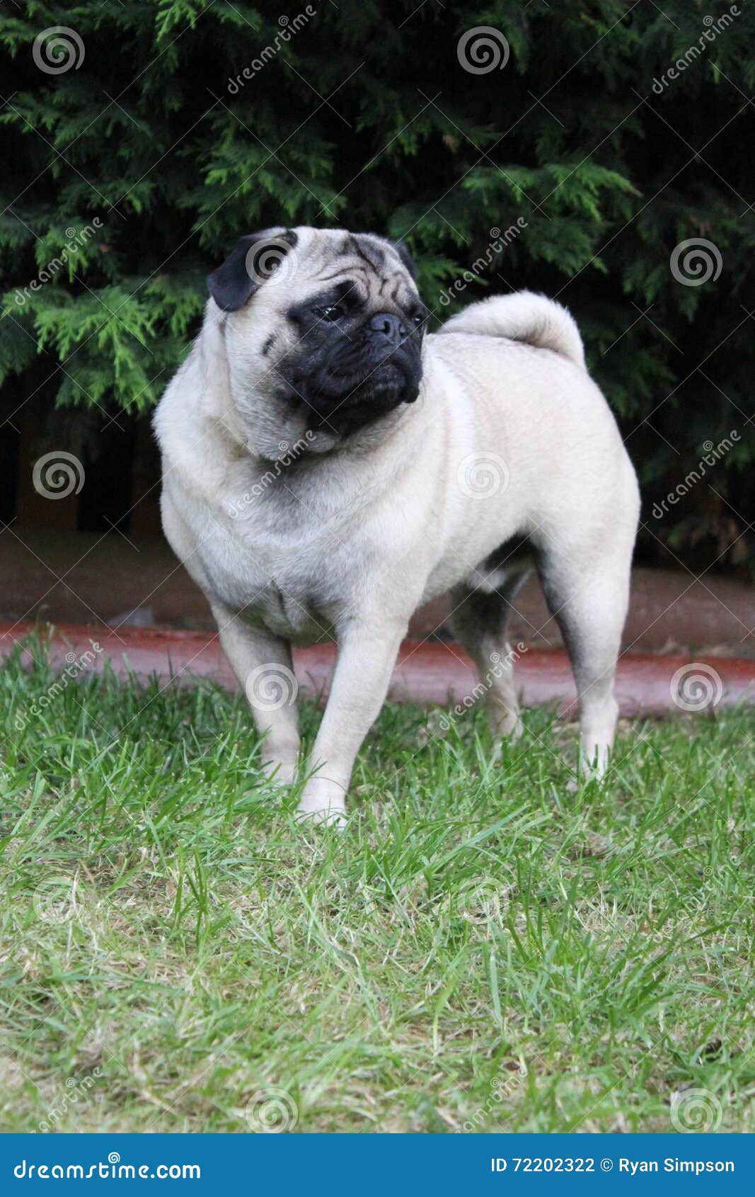 Pug Standing on Grass Portrait Stock Photo - Image of cute, indoors ...