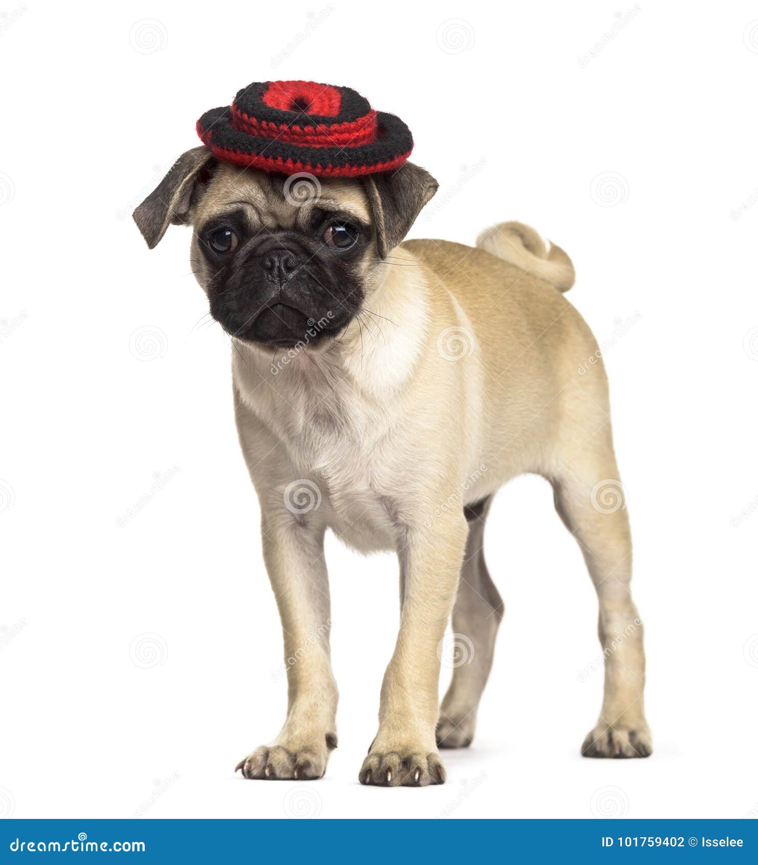 Pug Standing with a Hat, Isolated Stock Photo - Image of beige ...