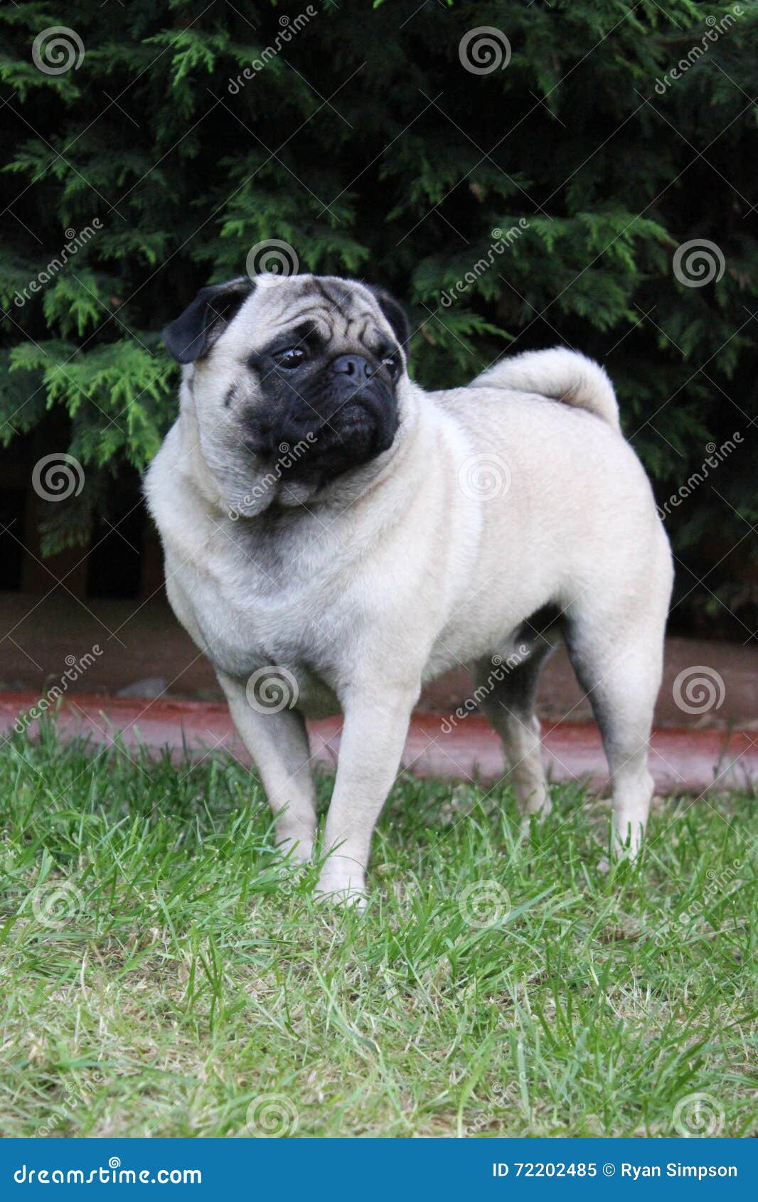 Pug standing sideways stock image. Image of fawn, cross - 72202485