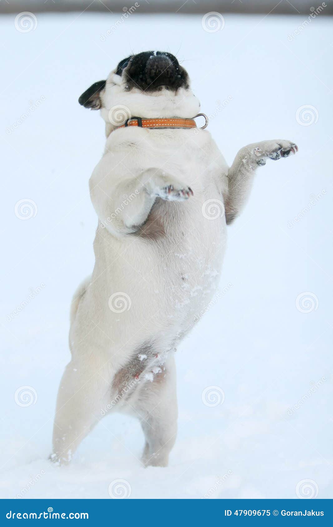 Pug standing on two legs stock image. Image of pedigreed - 47909675