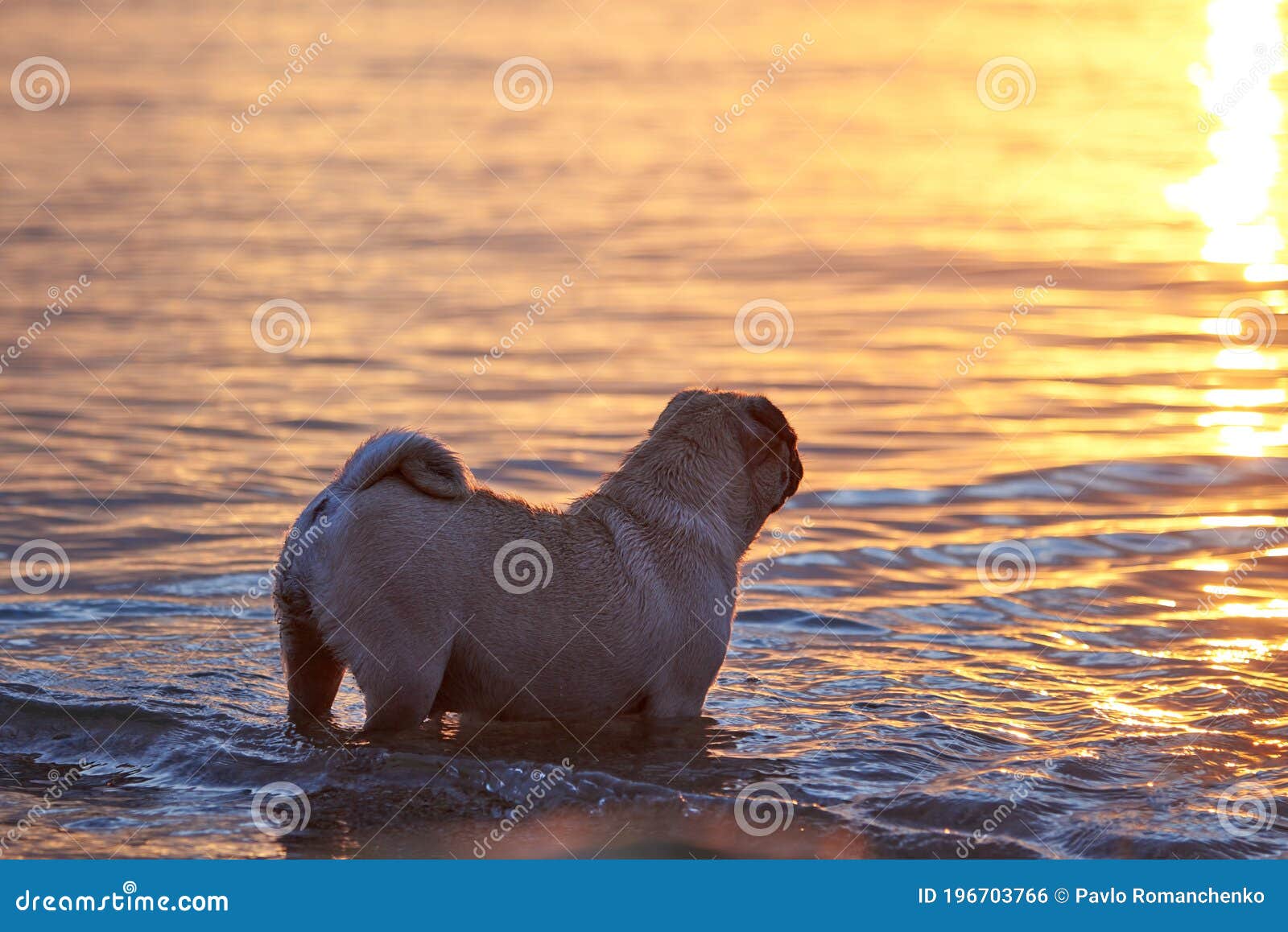 A Pug Stands in Sea Water at Dawn Stock Photo - Image of daybreak ...