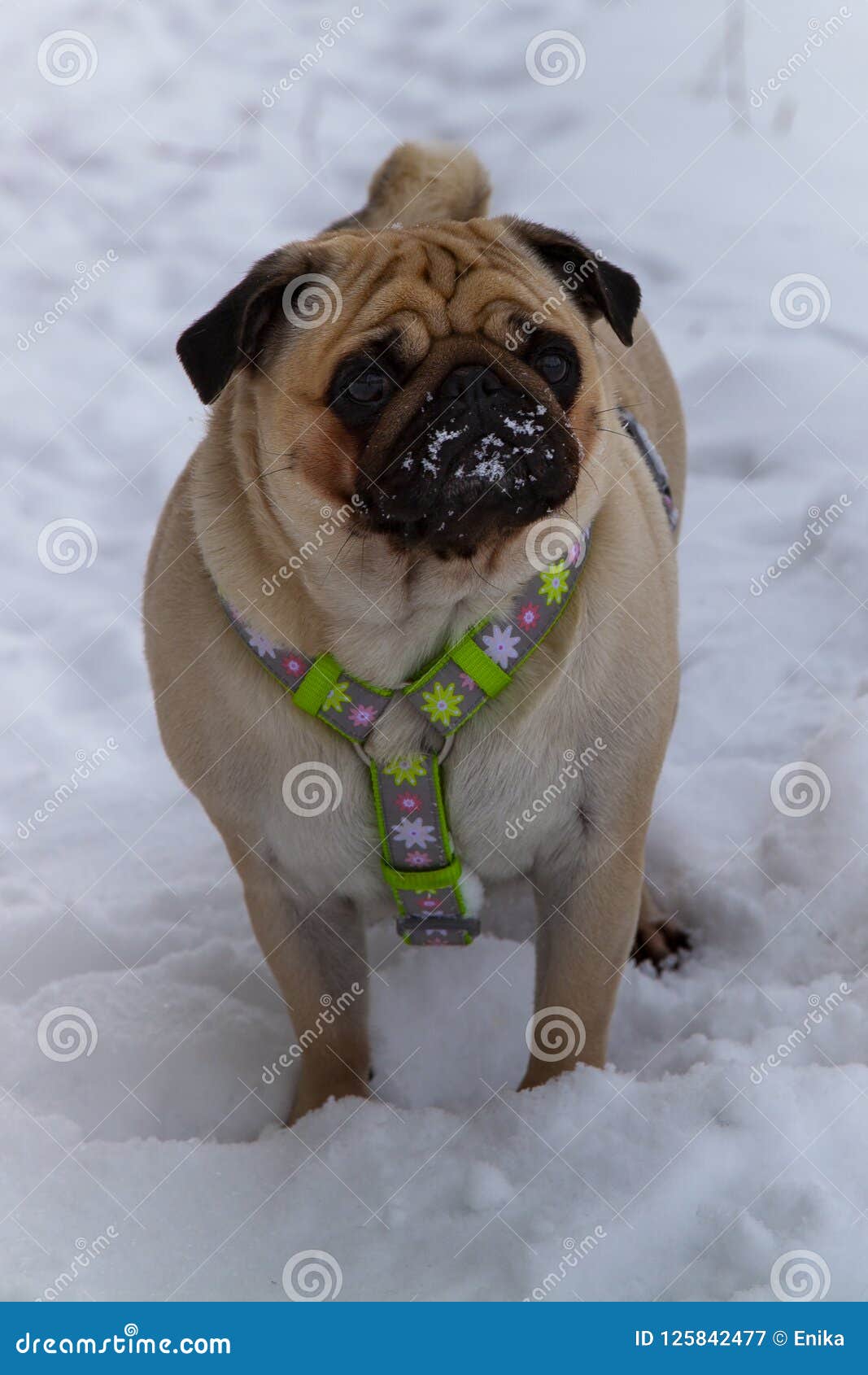 Pug stands on white snow. stock image. Image of happiness - 125842477