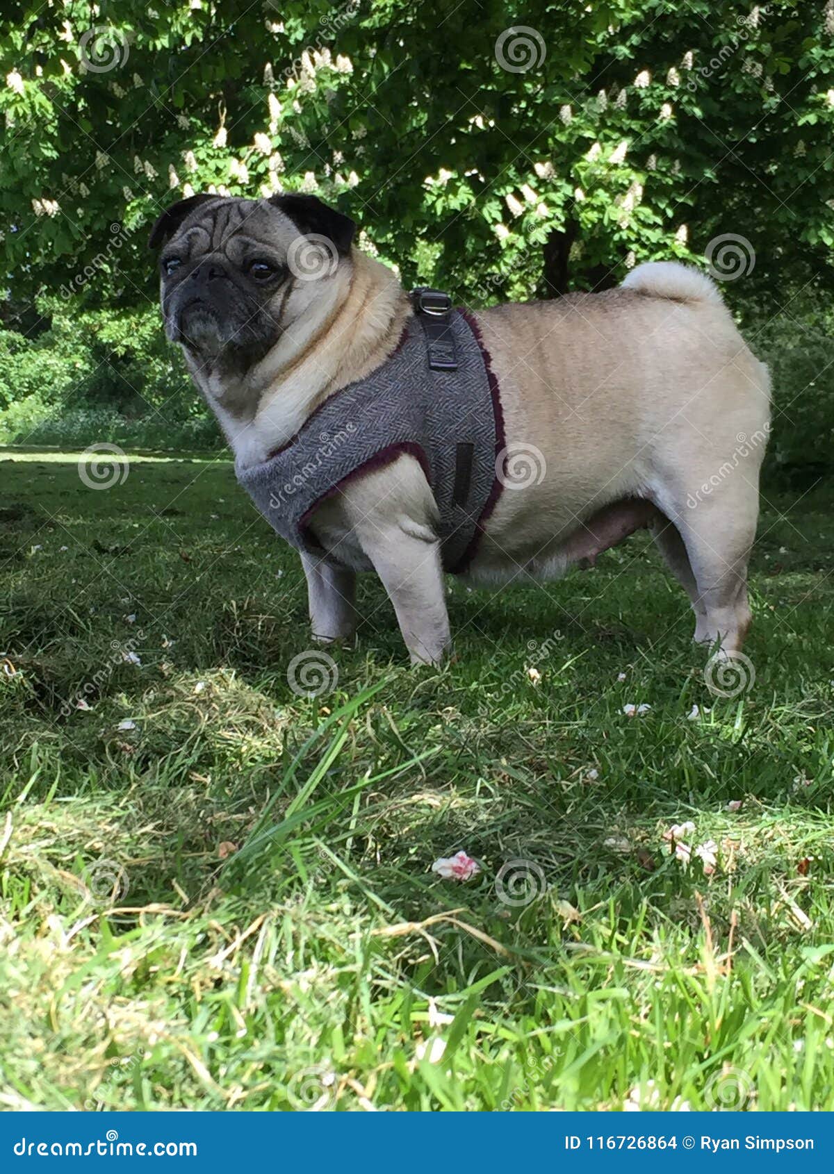 Pug Stood on Grass in the Shade Stock Photo - Image of pedigree, shade ...