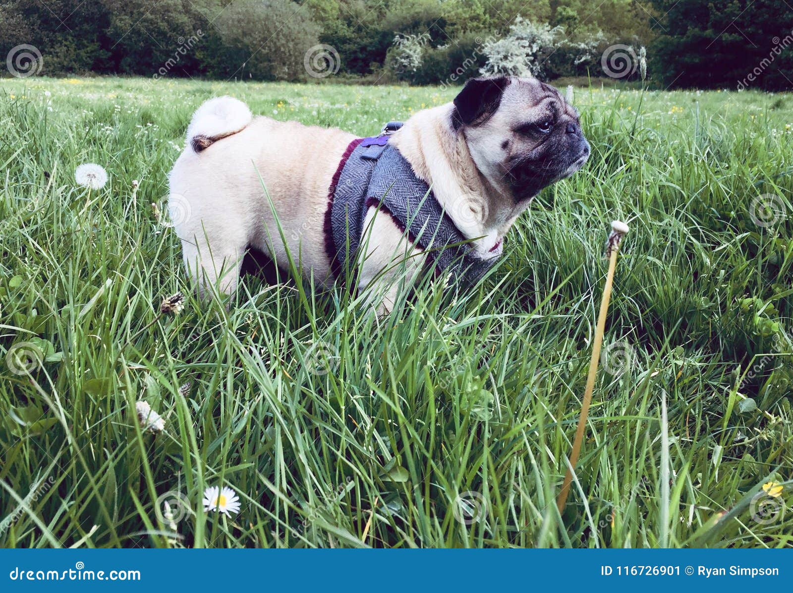 Pug Stood on Grass Side View Landscape Stock Image - Image of river ...