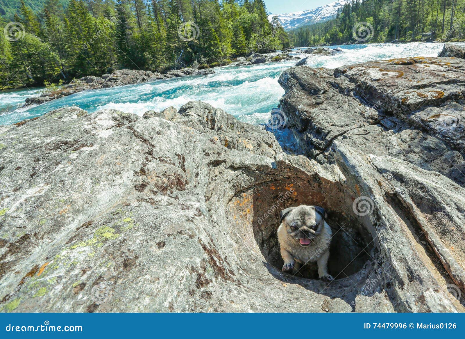Pug stuck in rock hole stock photo. Image of outdoors - 74479996