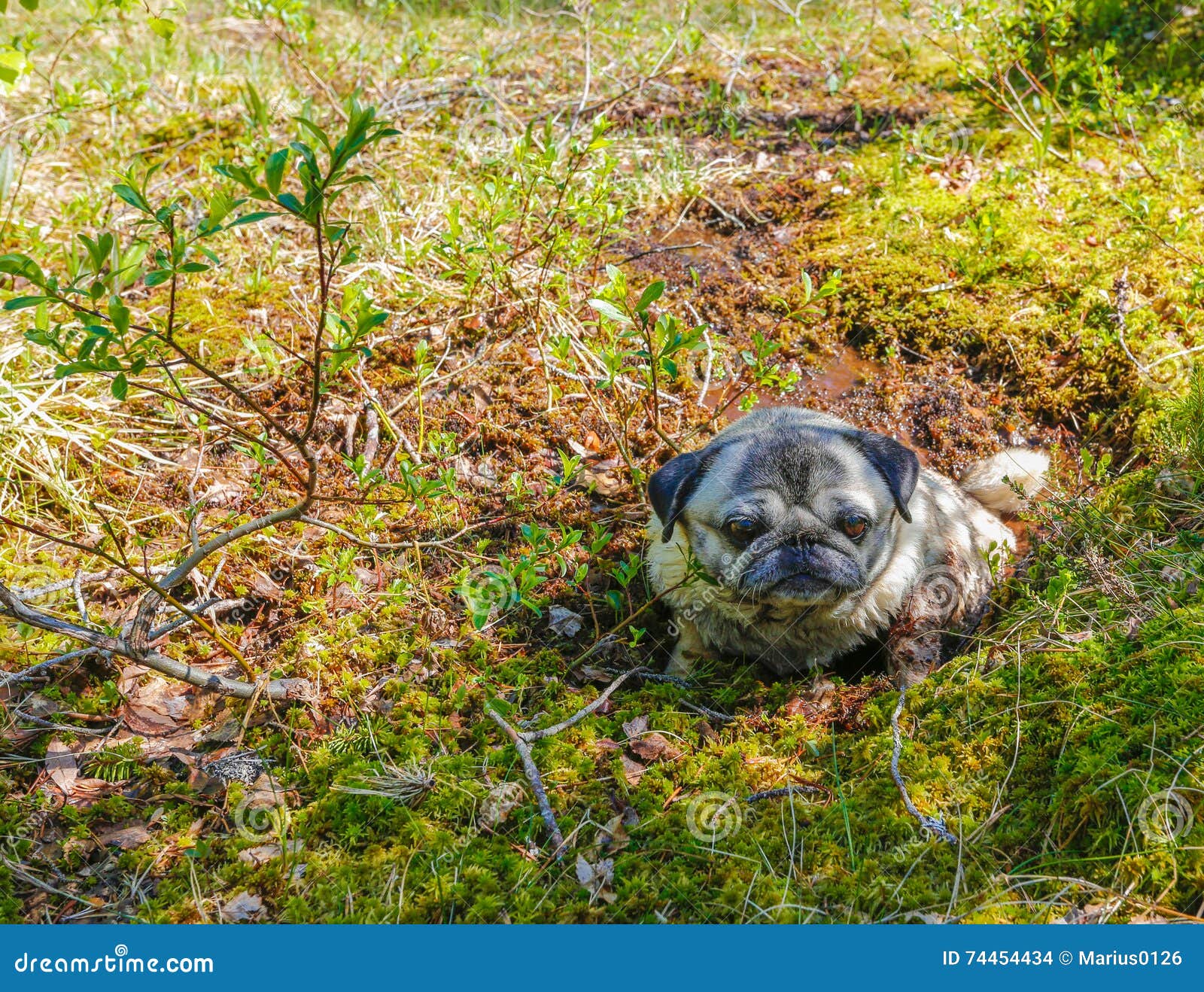 Pug stuck in swamp stock photo. Image of unhappy, summer - 74454434