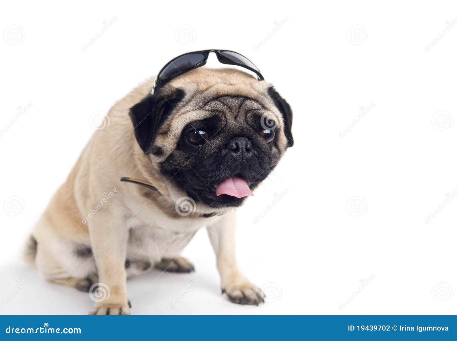Pug In Sunglasses Stock Photography - Image: 19439702
