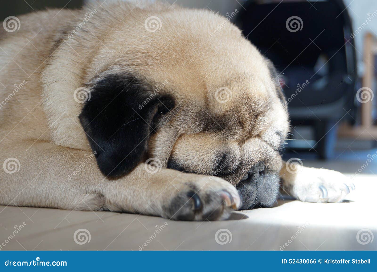Pug stock photo. Image of happy, tired, lazy, resting - 52430066