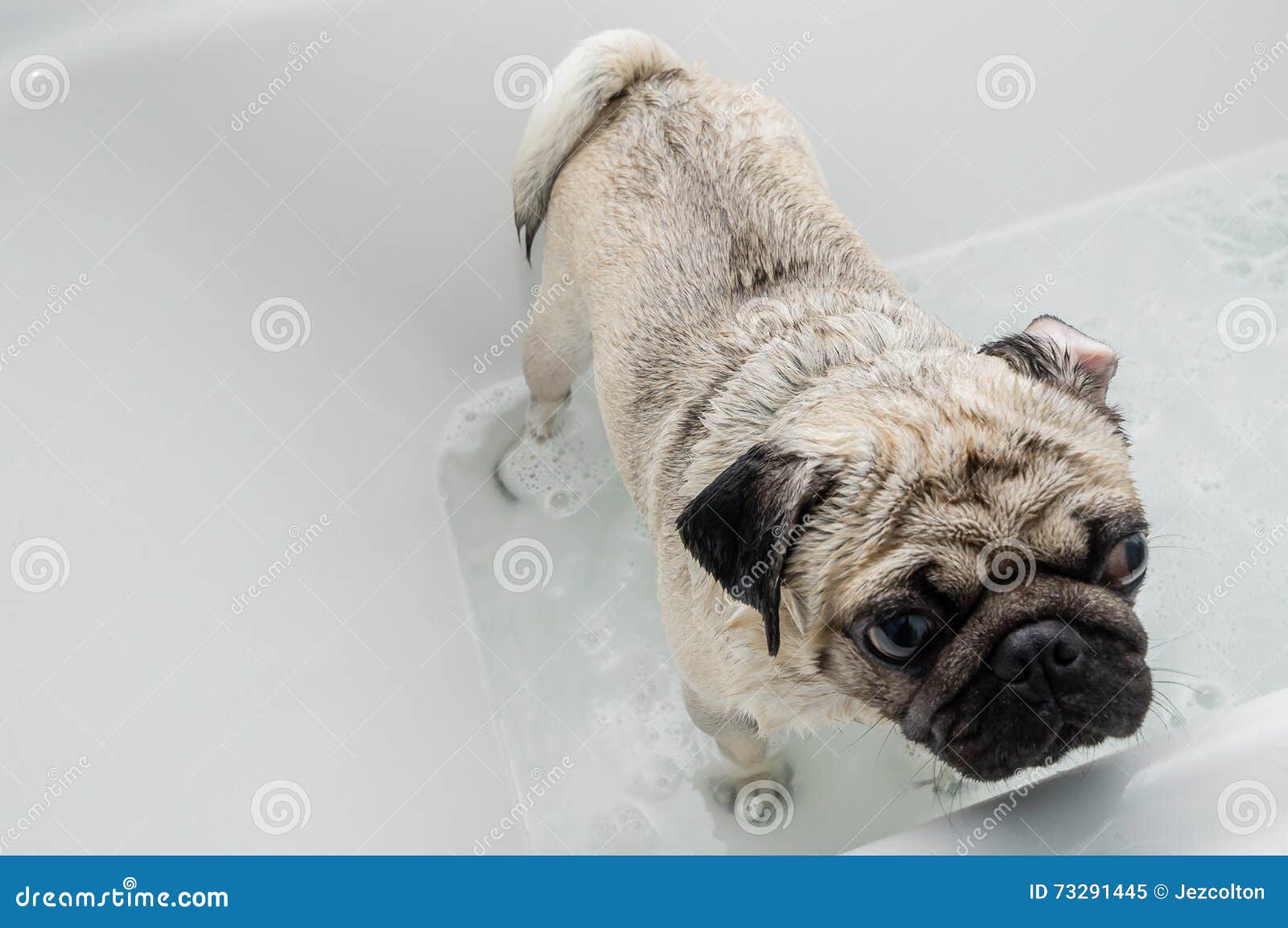 Pug in a Tub stock image. Image of domestic, mammal, grooming - 73291445