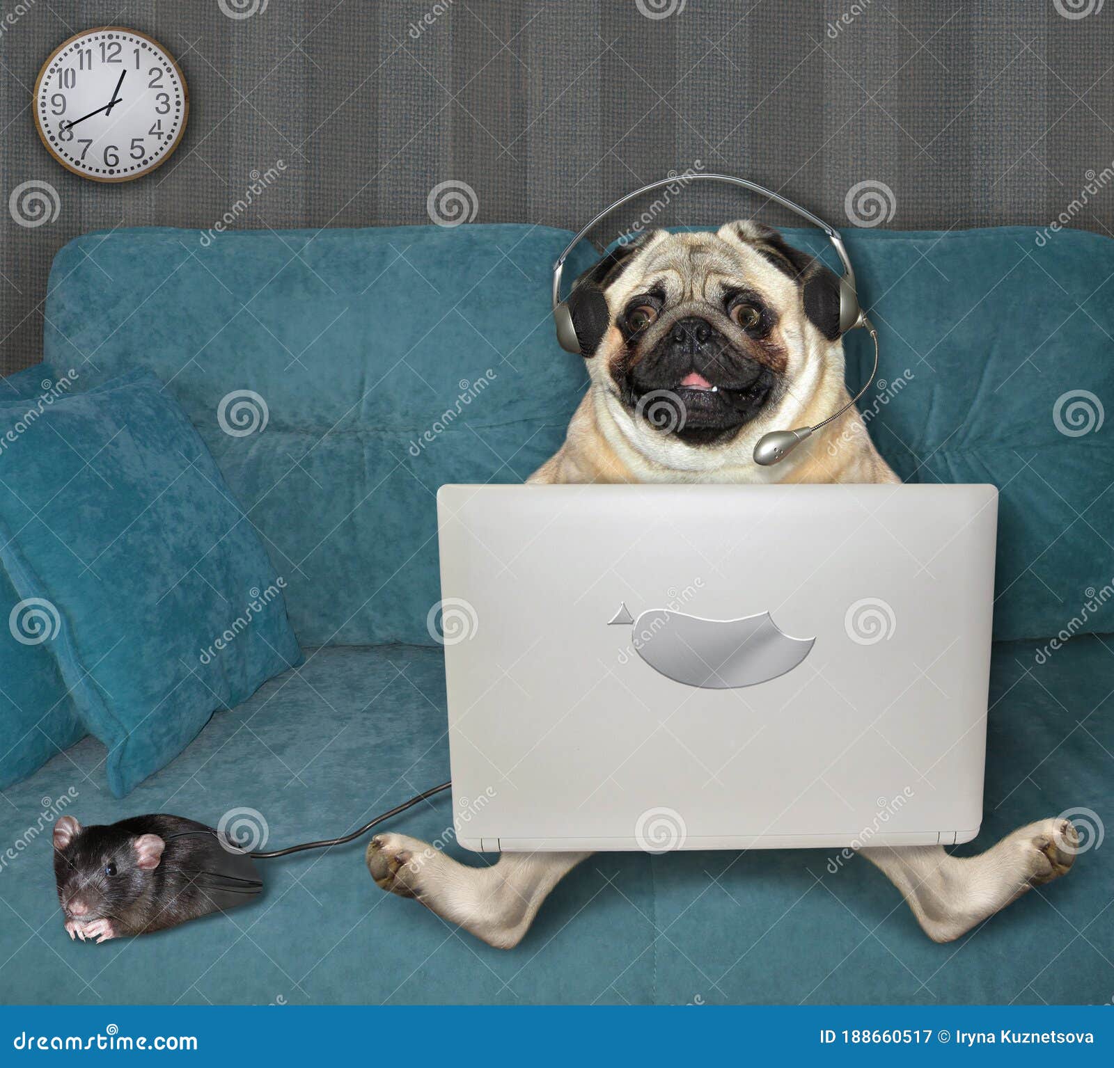 Pug using laptop on sofa 2 stock image. Image of closeup - 188660517