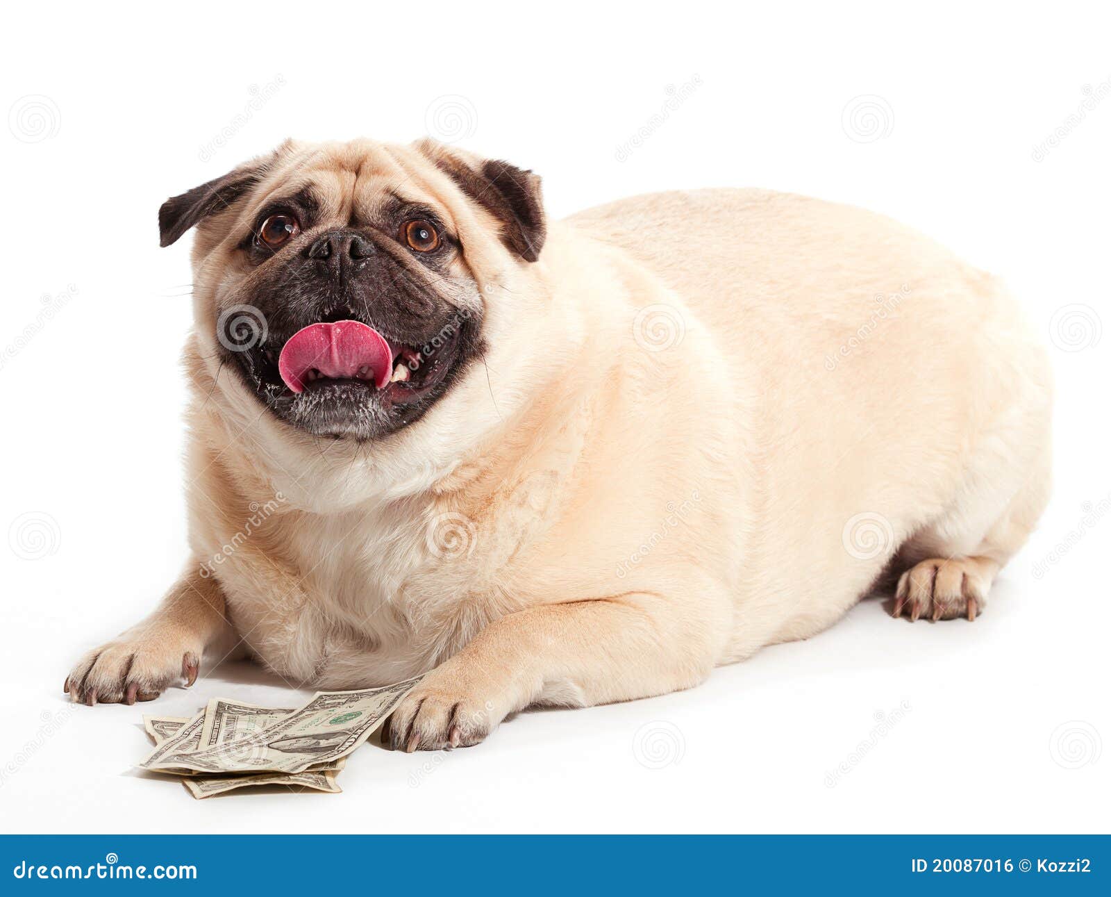Pug van het geld stock foto. Image of dier, binnenlands - 20087016