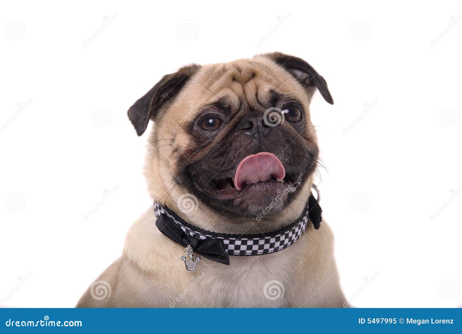 Pug Wearing Bow Tie stock image. Image of black, happy - 5497995