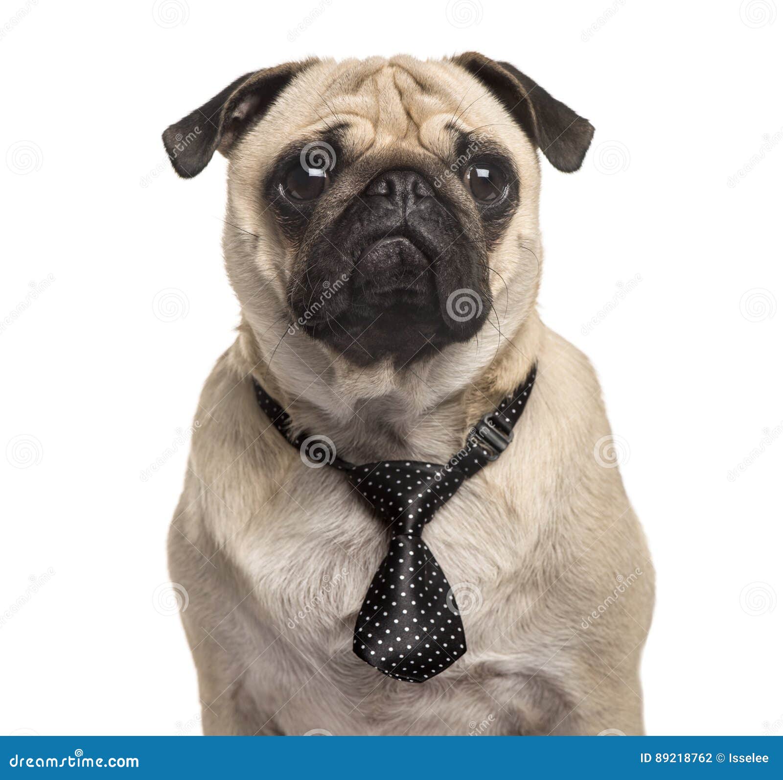 Pug wearing a bow tie stock photo. Image of canine, domestic - 89218762