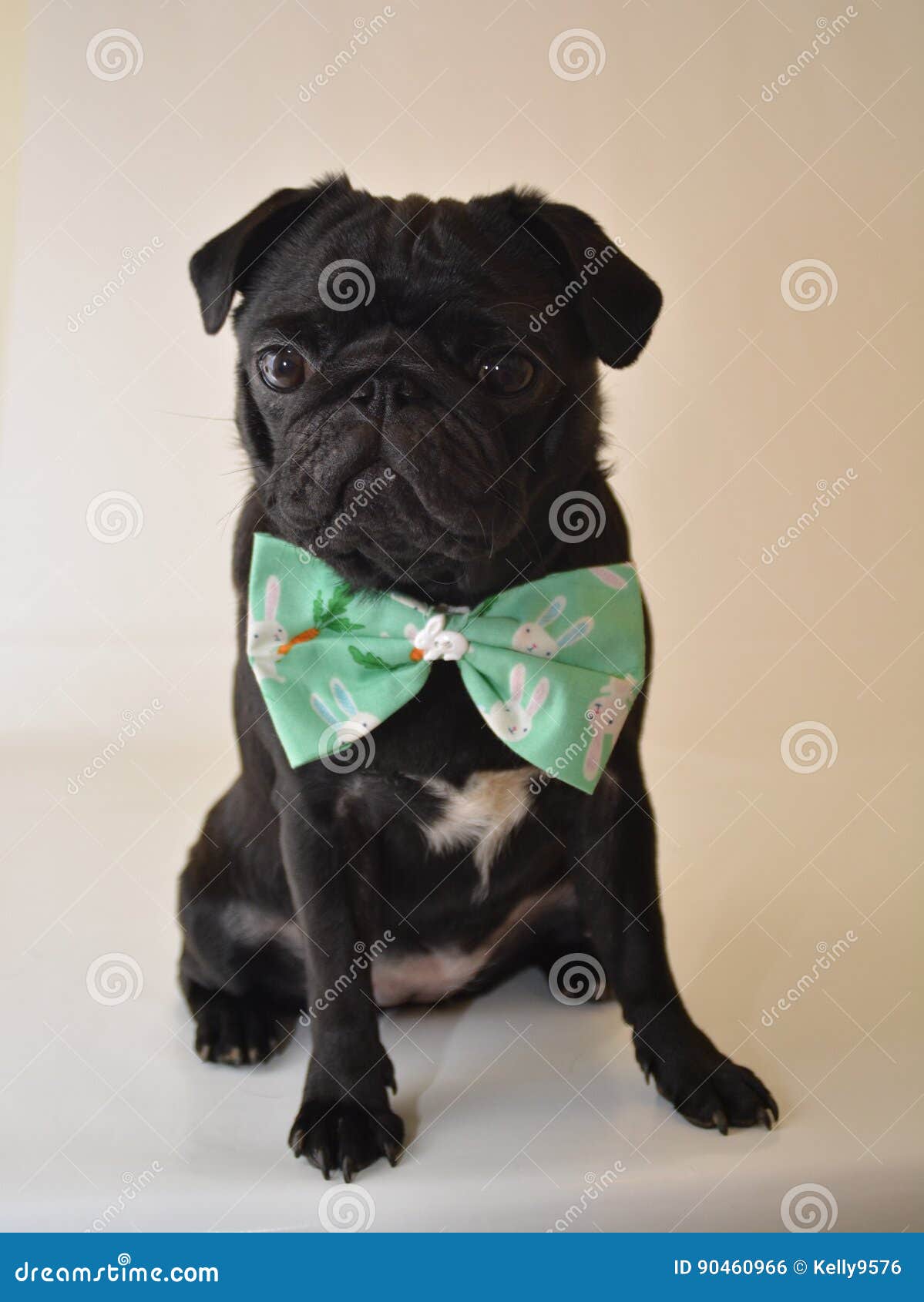 Pug Wearing Easterbunny Bow Tie Stock Photo - Image of canine, drinking ...