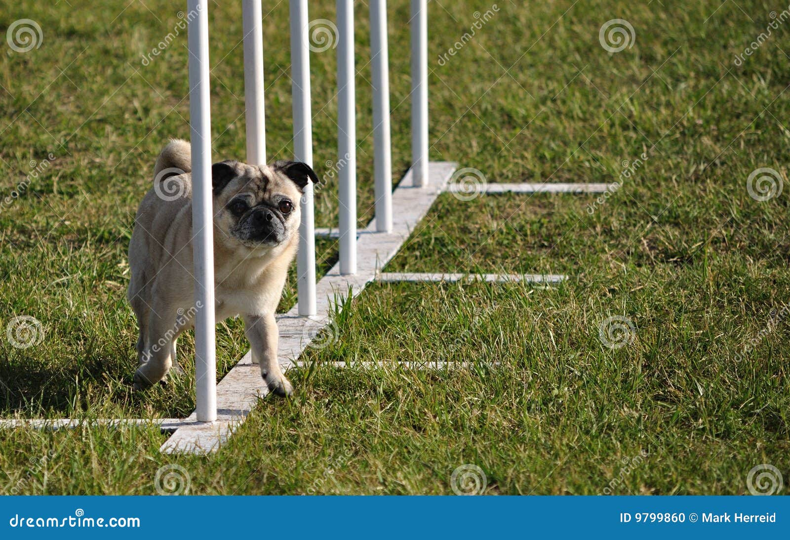 Pug and Weave Poles at Dog Agility Trial Stock Photo - Image of grass ...