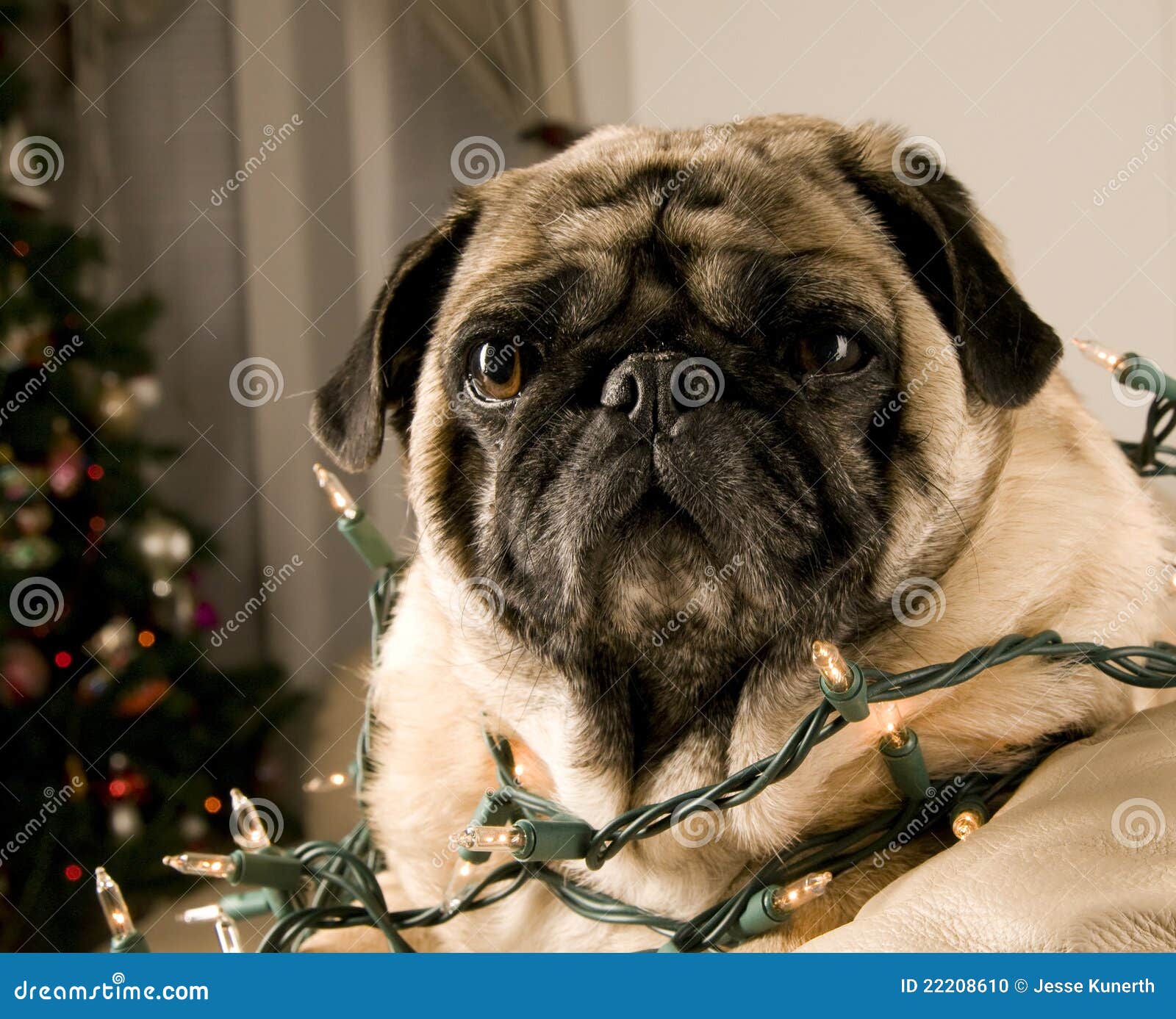 Pug Wrapped in Lights stock photo. Image of funny, couch - 22208610