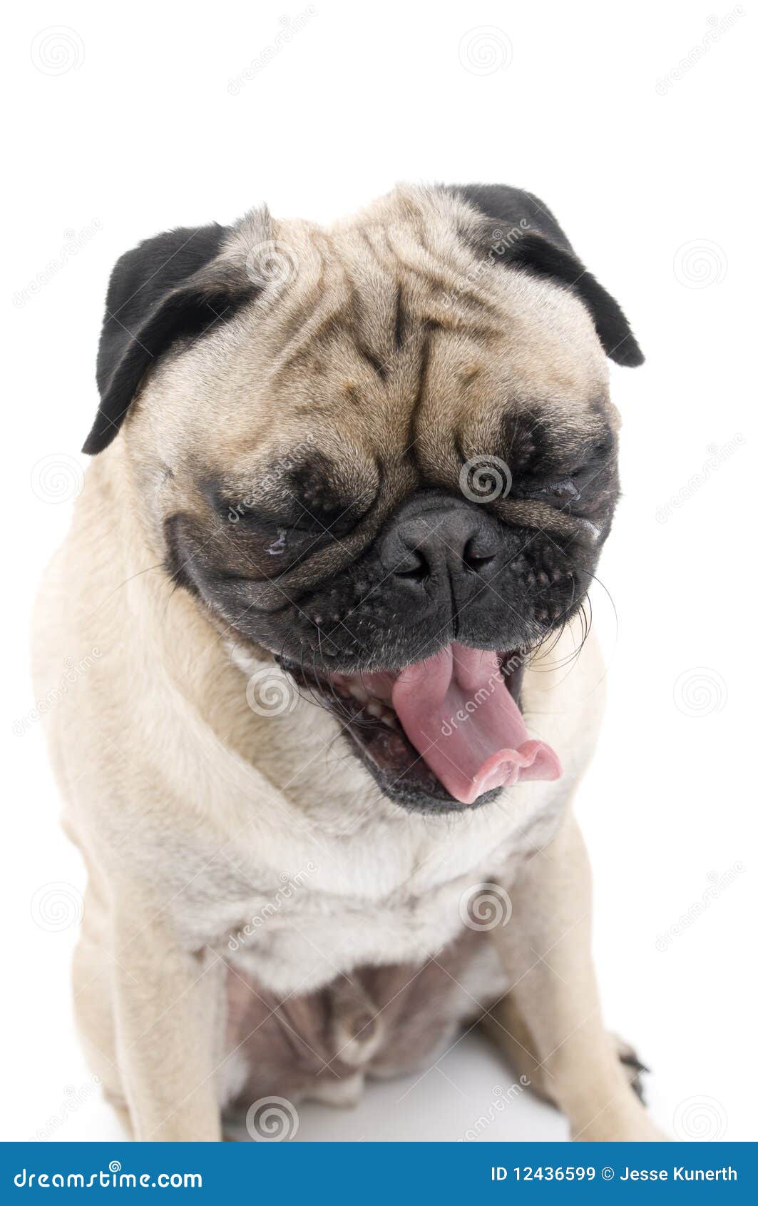 Pug Yawning stock image. Image of yawning, male, tongue - 12436599