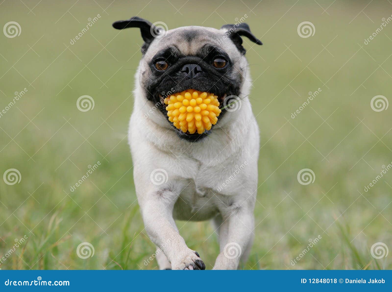 Pug with yellow ball stock photo. Image of happy, fauna - 12848018