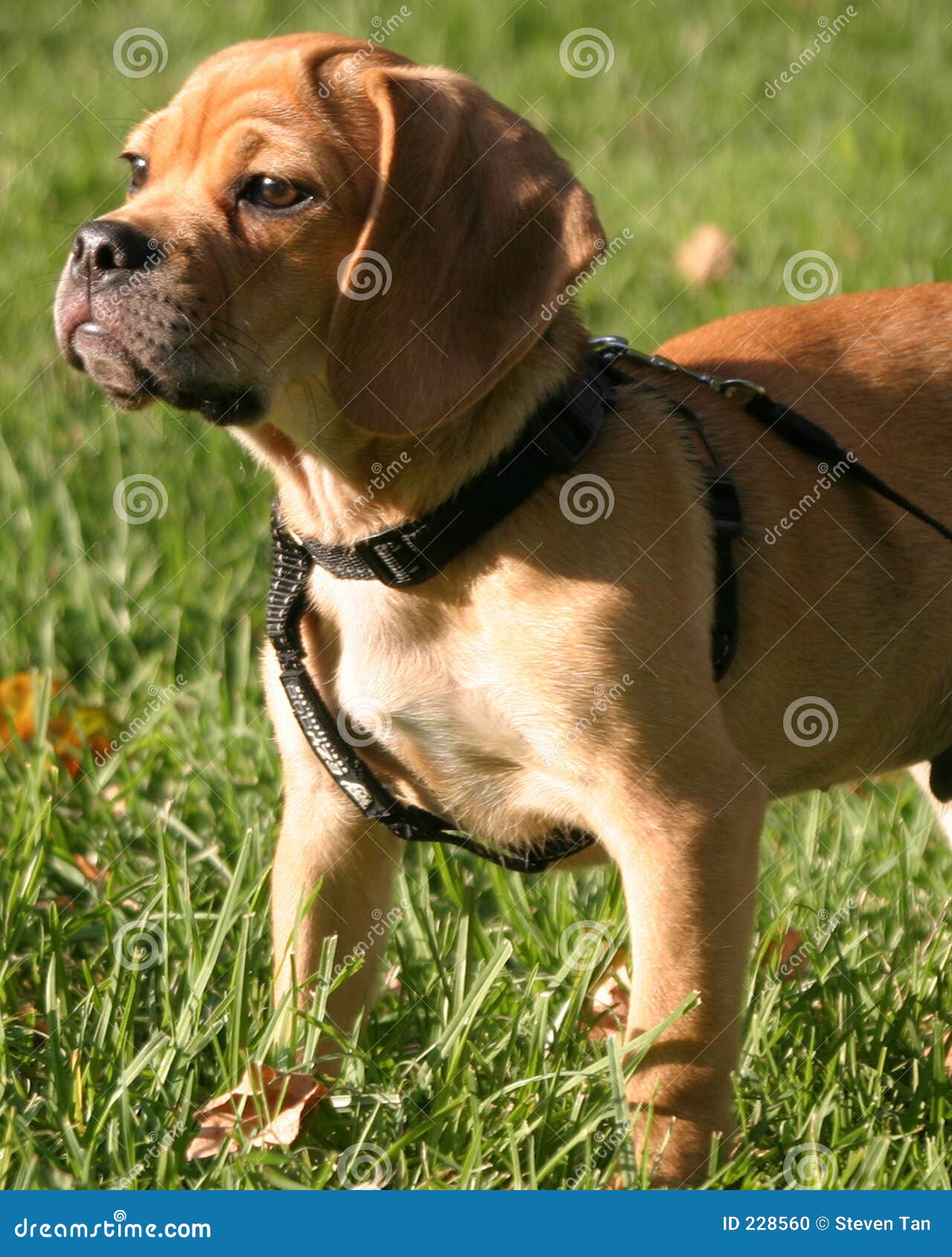Puggle Tan Female Puggle Dog Stock Image C053/7646 Science Photo
