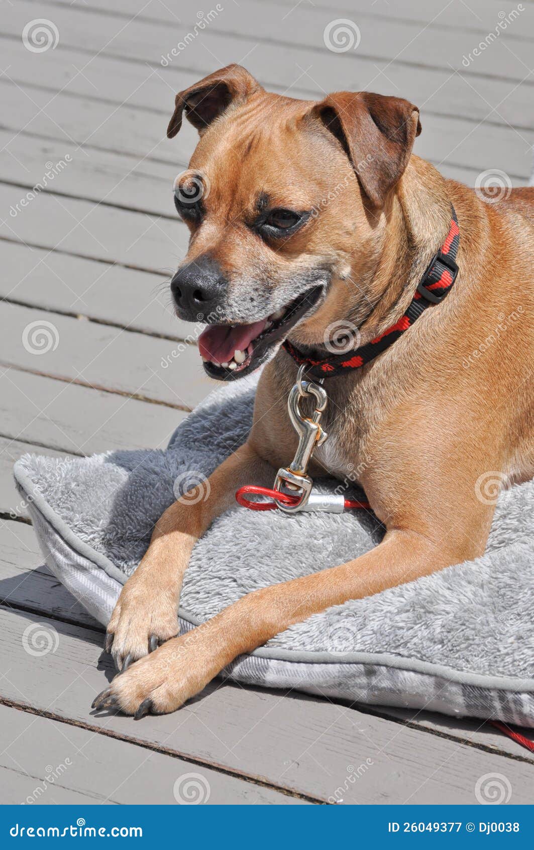 Puggle stock image. Image of sweet, adorable, inquisitive - 26049377