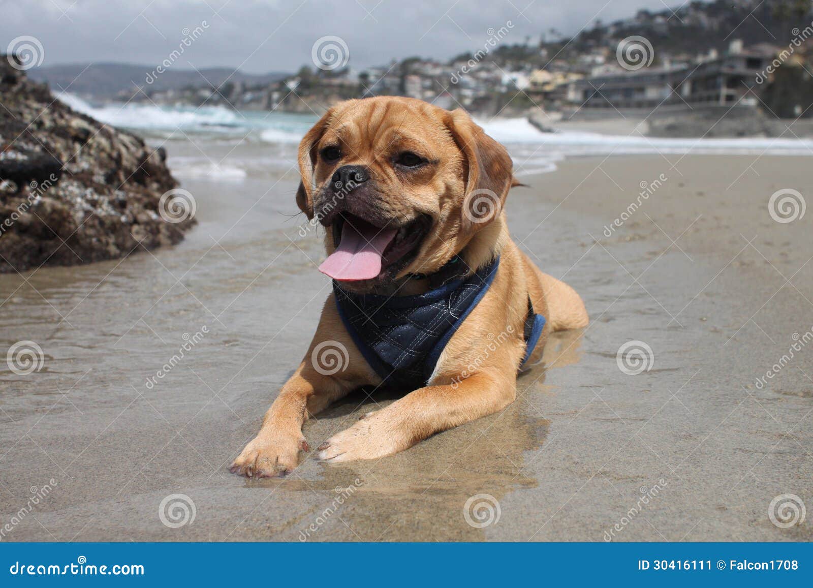 Puggle at the beach stock image. Image of laguna, puggle - 30416111