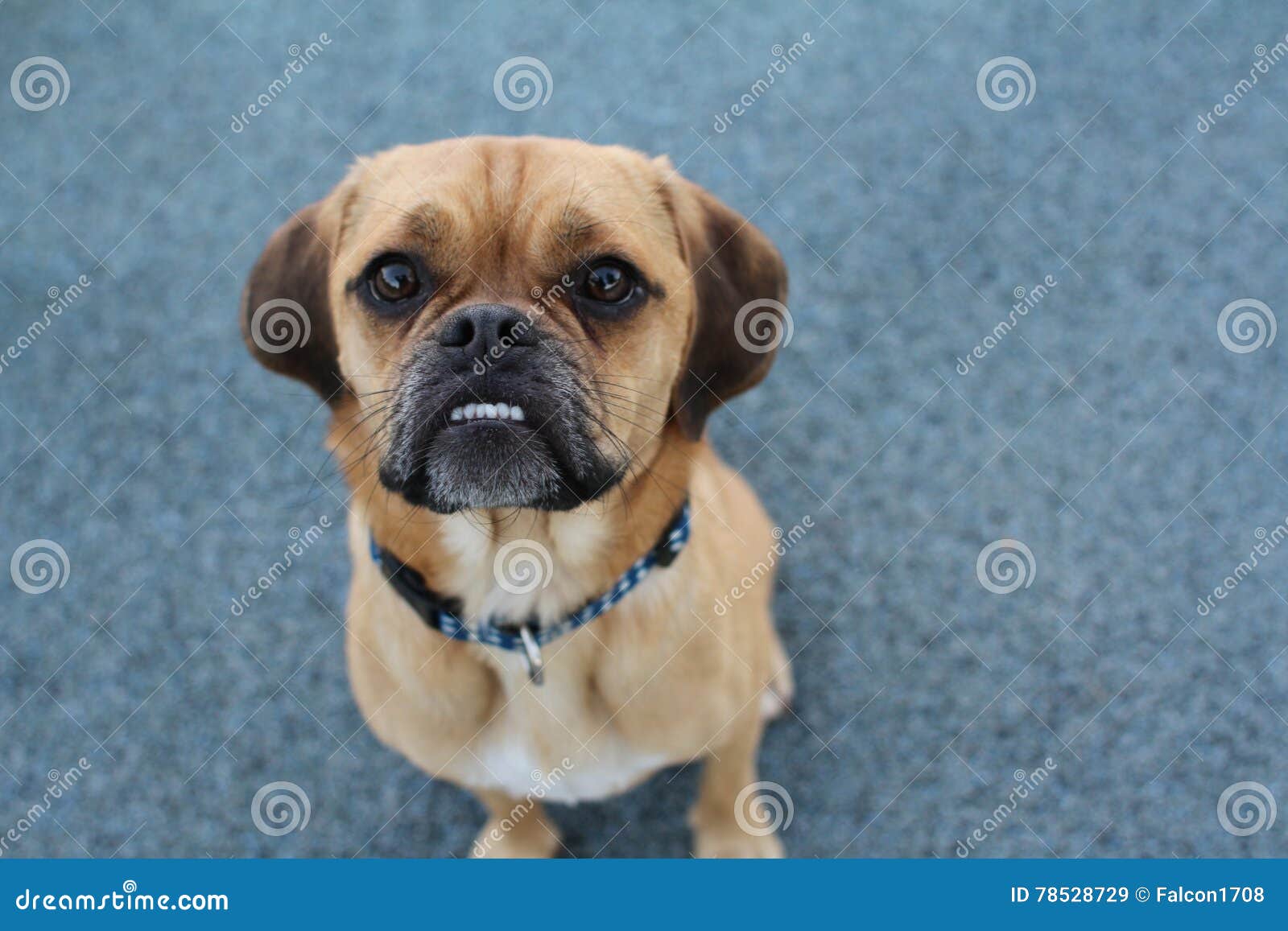 Puggle stock image. Image of cute, puppy, underbite, park - 78528729