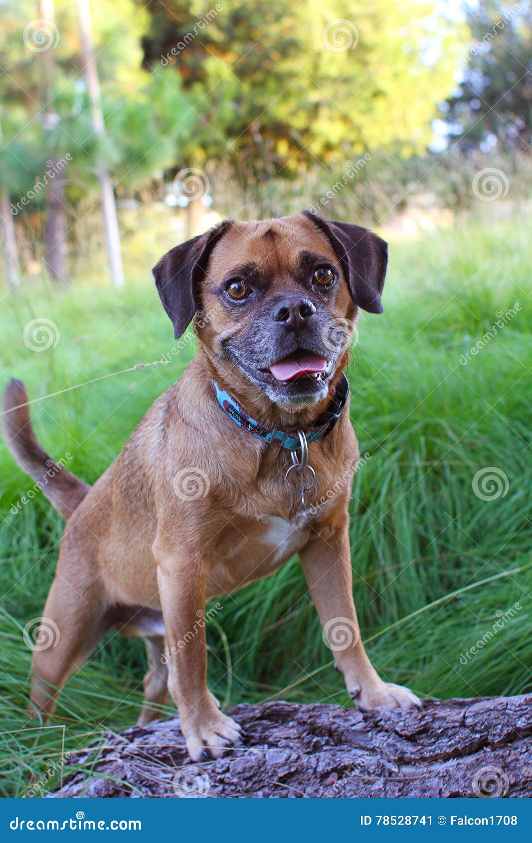 Puggle stock image. Image of snout, smile, mammal, beagle - 78528741