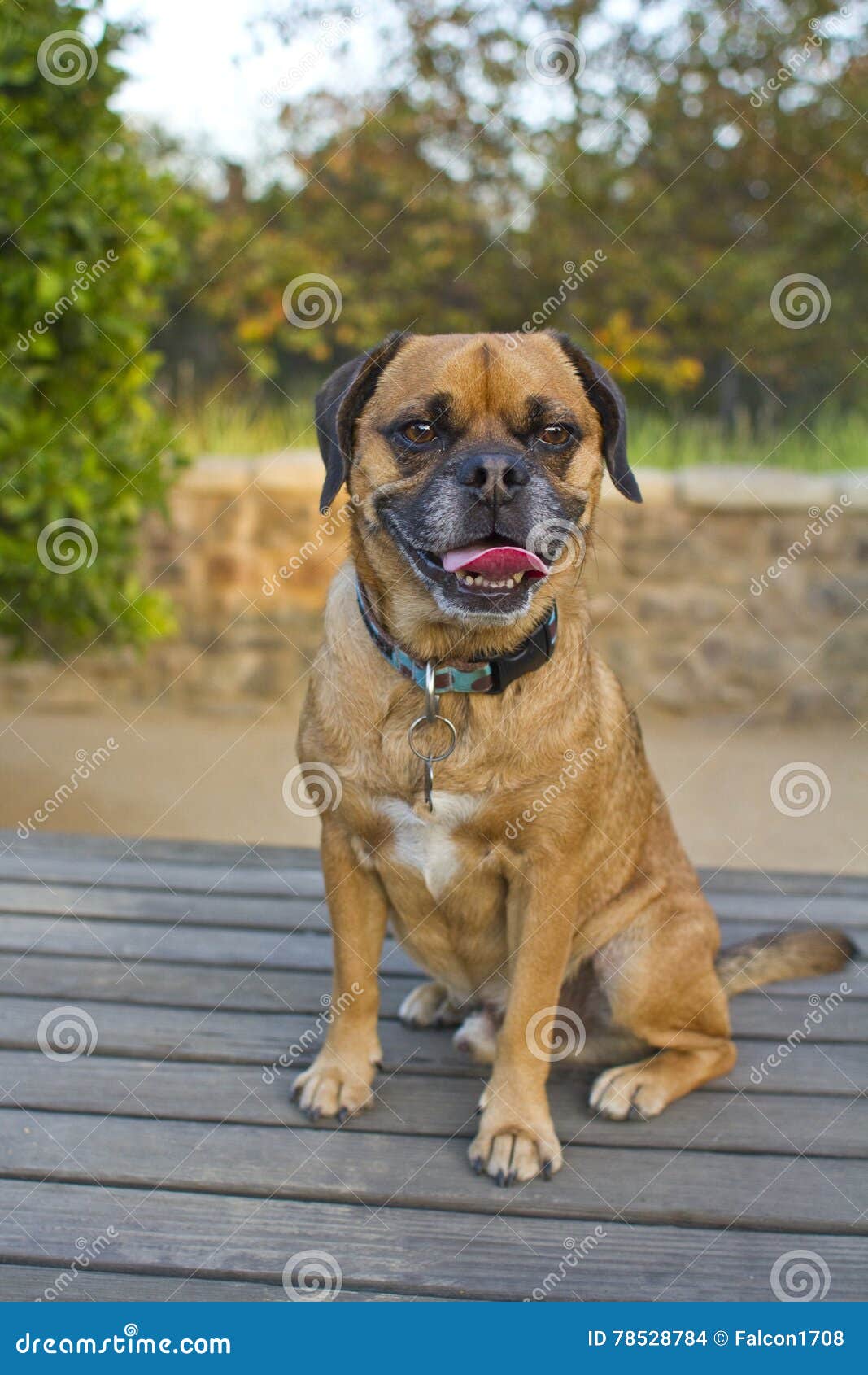 Puggle stock photo. Image of cute, underbite, beagle - 78528784