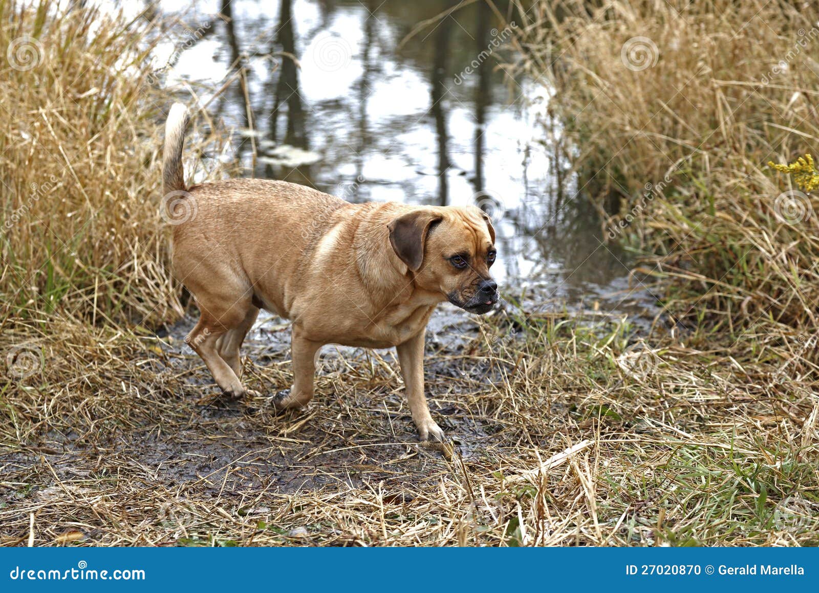 Puggle mixed breed dog. stock photo. Image of river, breed - 27020870