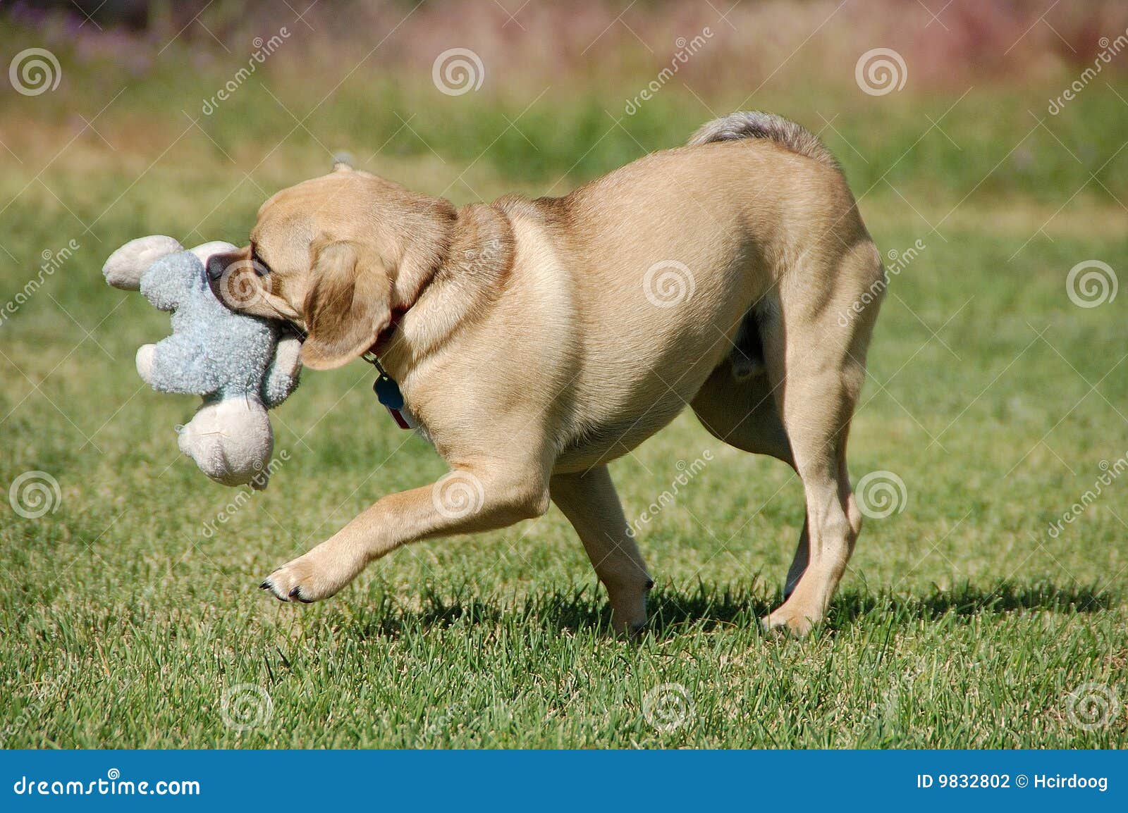 Puggle playing stock photo. Image of hustle, puggle, jump - 9832802