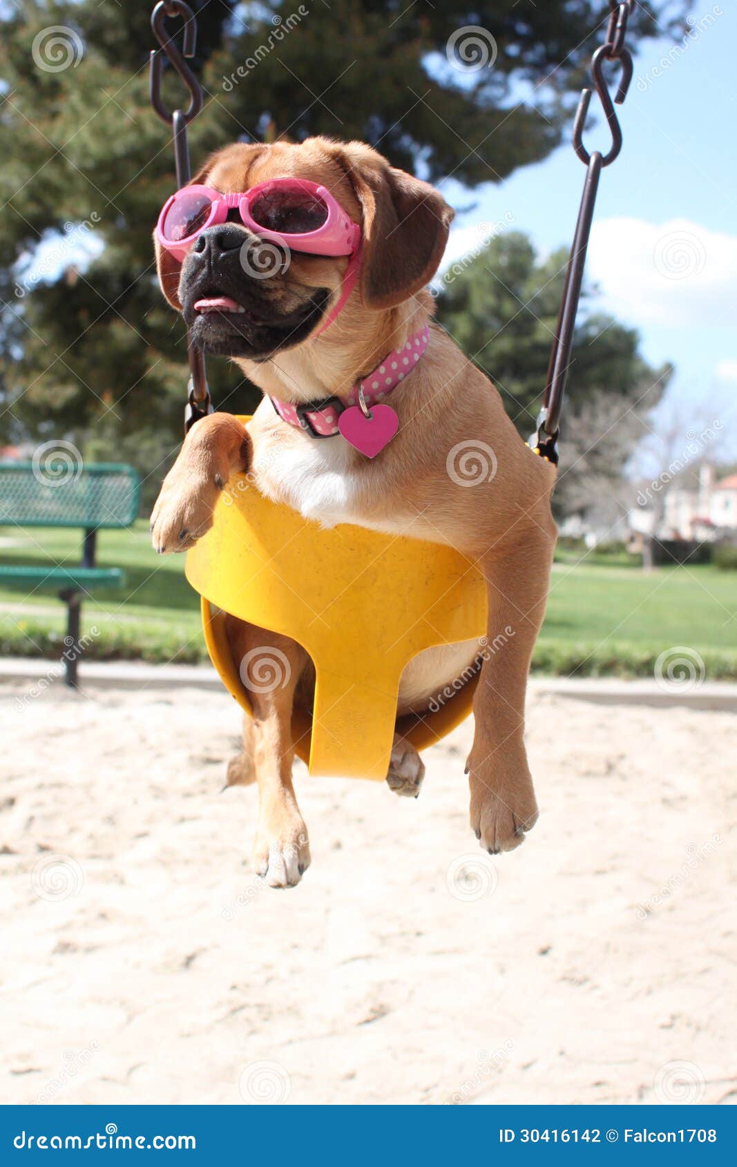 Puggle stock photo. Image of beagle, mutt, cute, doggles - 30416142