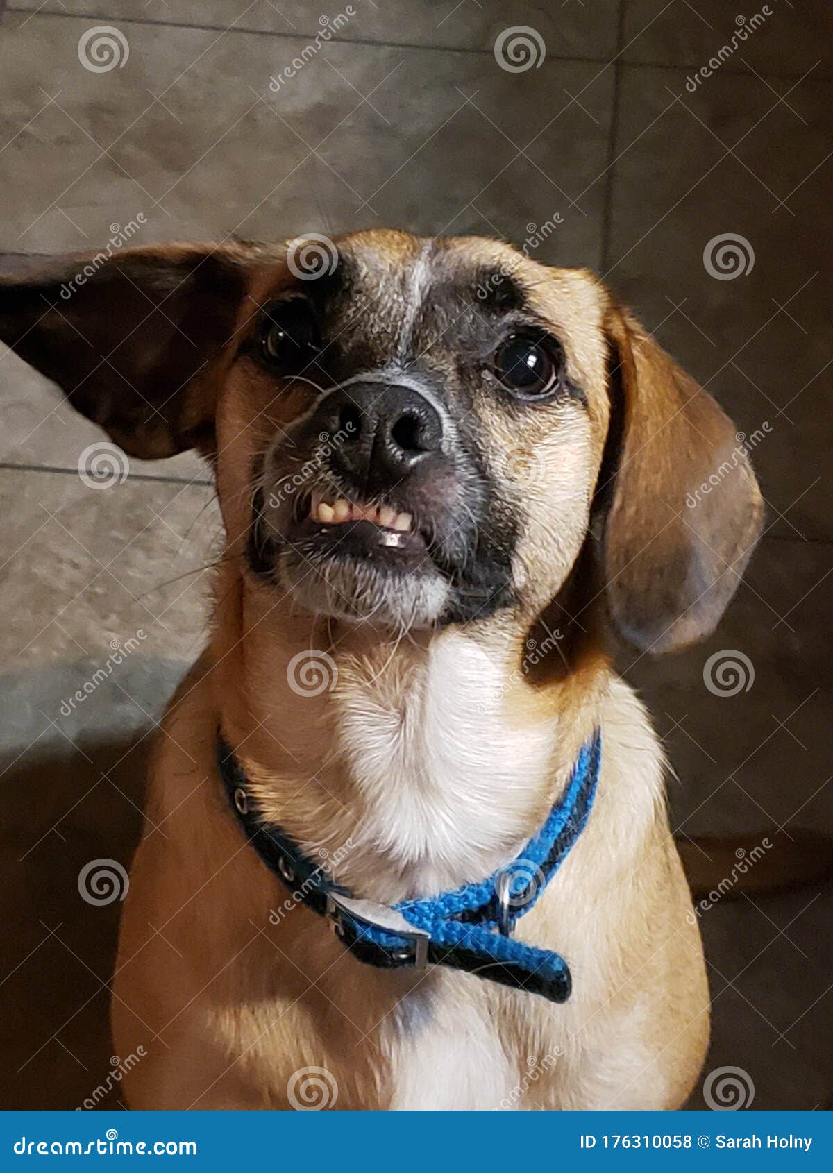 Puggle Puppy Dog Funny Teeth Face Stock Photo - Image of face, funny ...