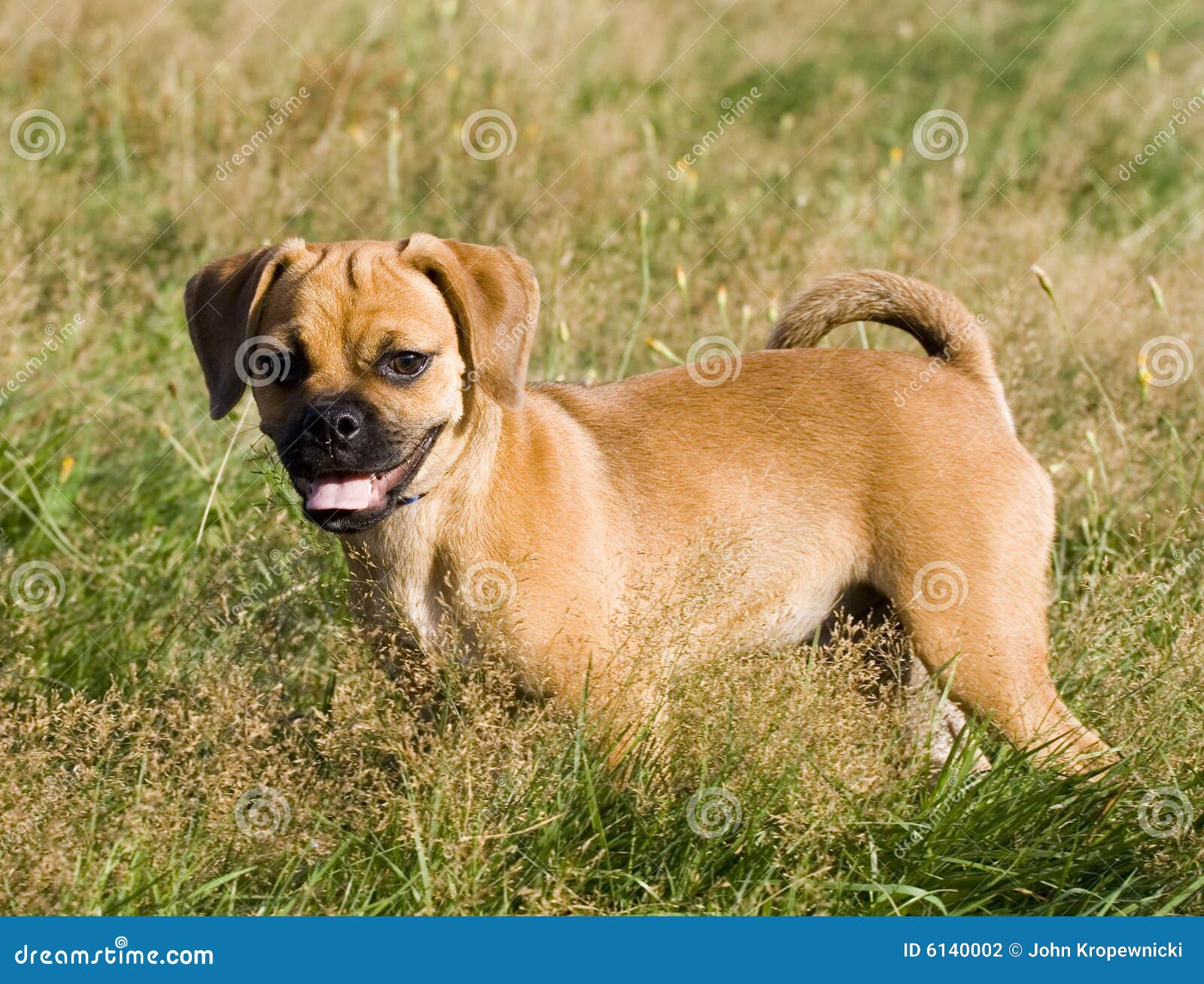 Puggle Puppy Stands in the Grass Stock Photo - Image of loyal, eyes ...