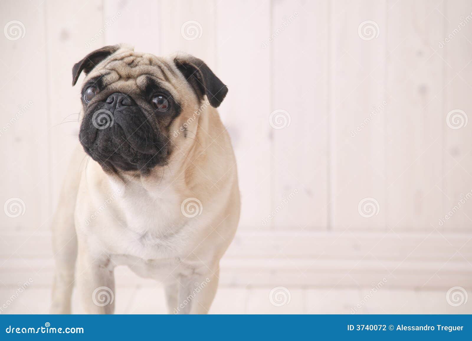 Puggy dog face stock photo. Image of puggy, inside, wall - 3740072