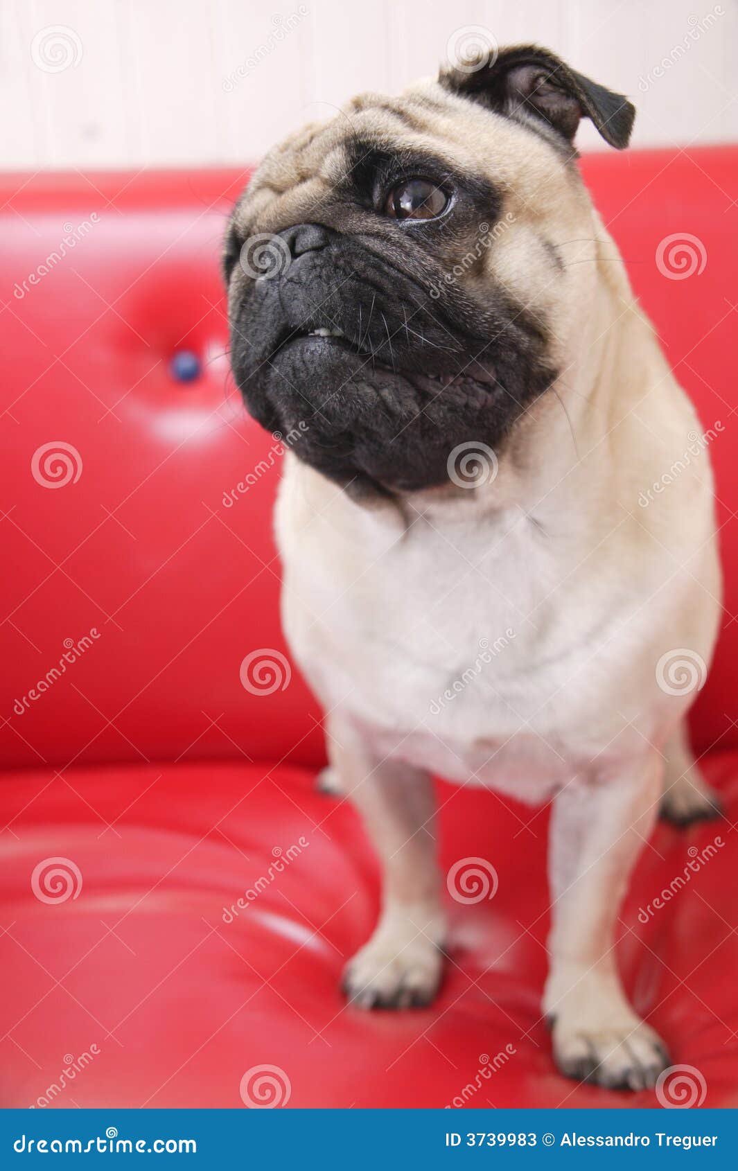 Puggy dog thinking stock image. Image of puggy, inside - 3739983